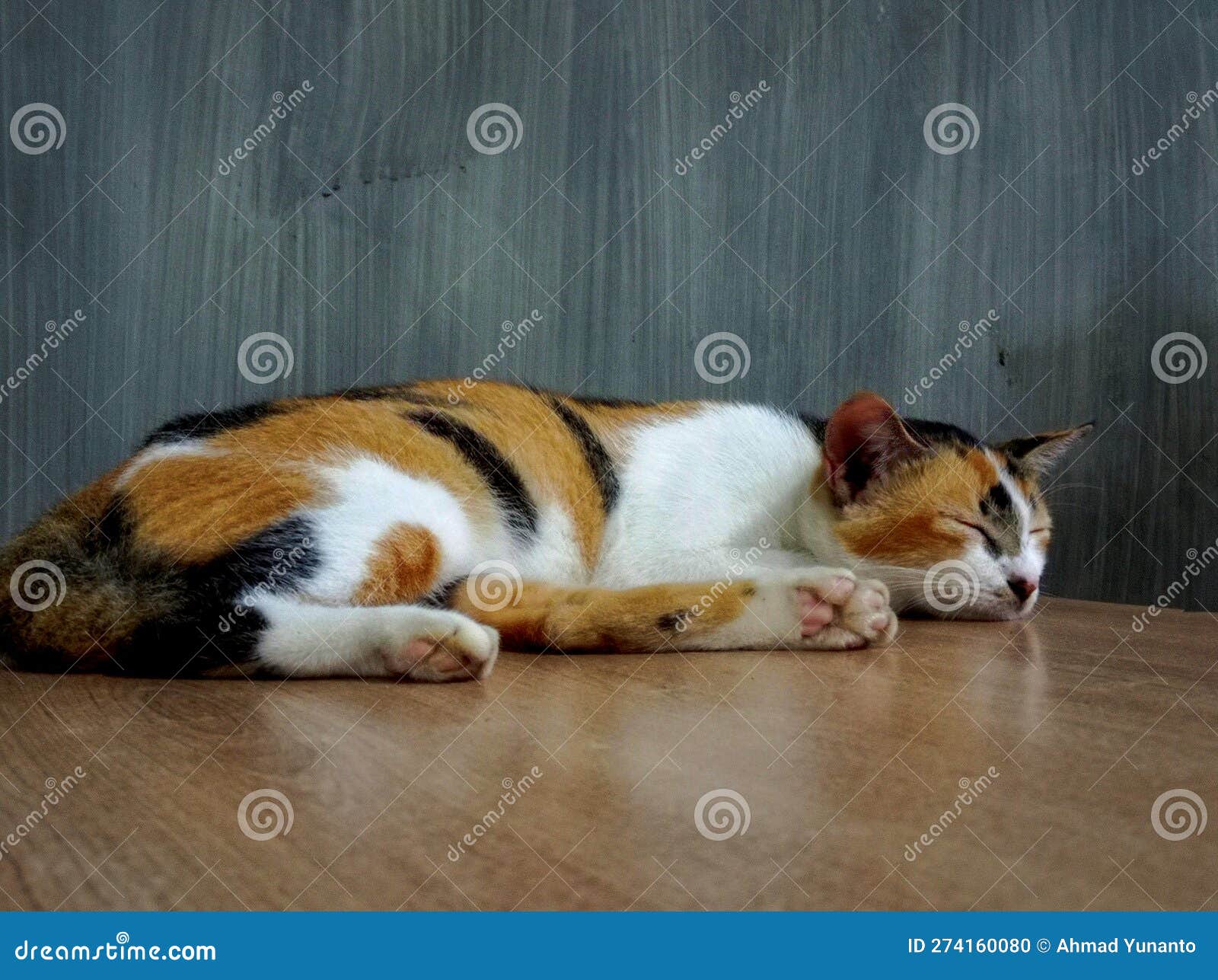 Sleeping Female Cat on My Desk Stock Photo - Image of color, desk ...