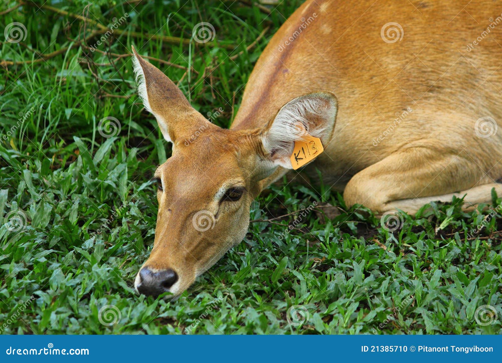 Sleeping female deer stock photo. Image of fall, natural - 21385710
