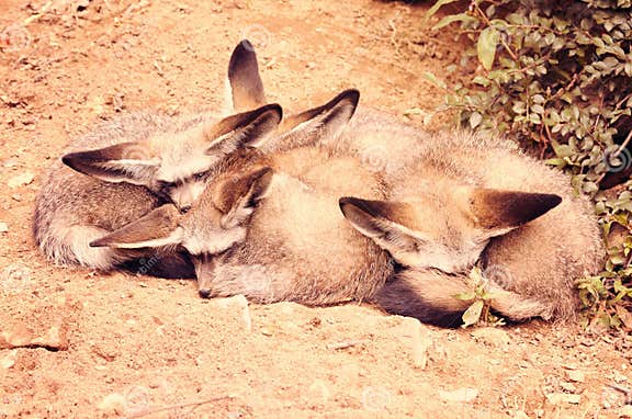 Sleeping Fennec Foxes. Desert Fox Stock Image - Image of sand, foxes ...