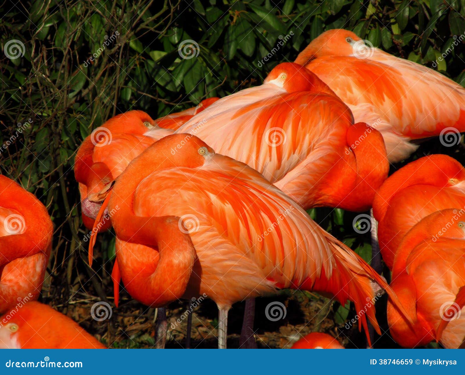 Sleeping flamingoes stock image. Image of bird, flamingo - 38746659