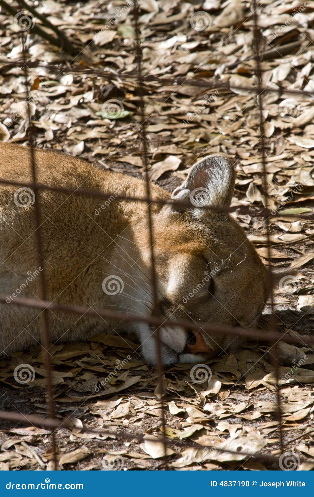 Sleeping Florida Panther stock photo. Image of hunter - 4837190