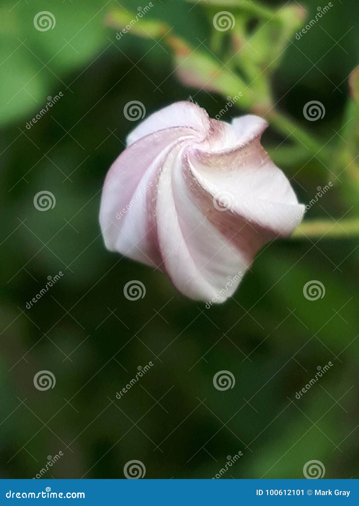 Sleeping Flower stock image. Image of pink, wild, sleeping - 100612101
