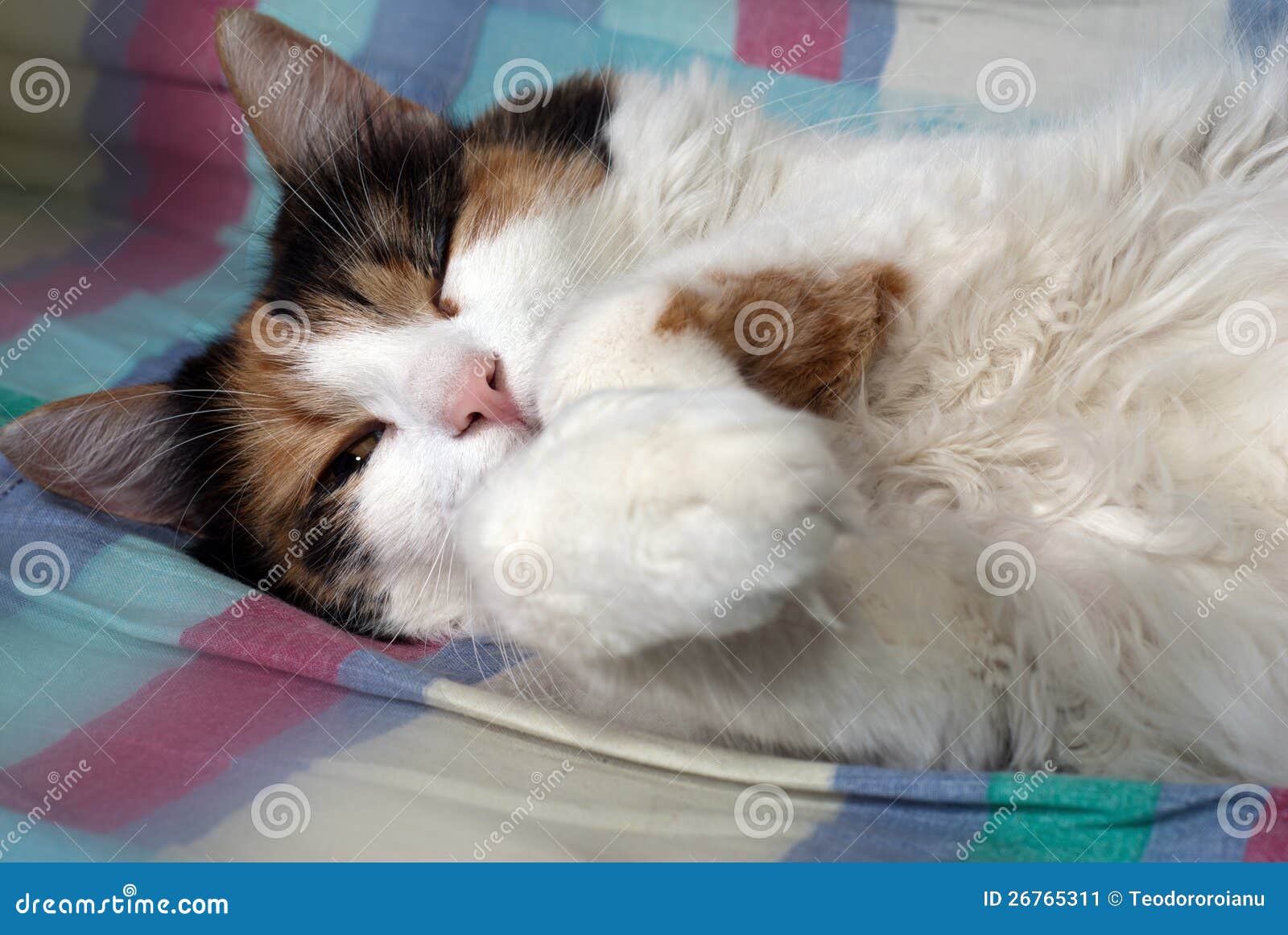 Sleeping fluffy cat stock image. Image of feline, cats - 26765311