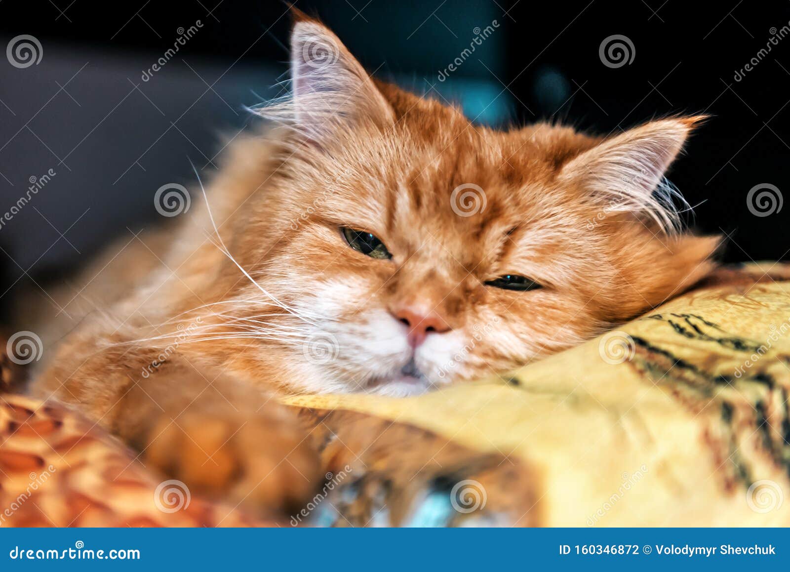 Sleeping fluffy red cat stock photo. Image of pretty - 160346872