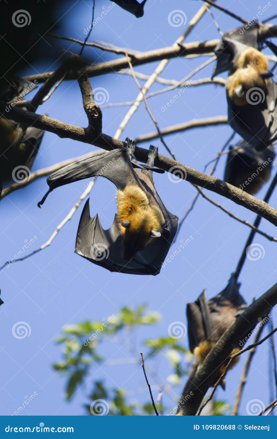 Sleeping Flying Fox Hanging Upside Down From Back Side Stock Photo ...
