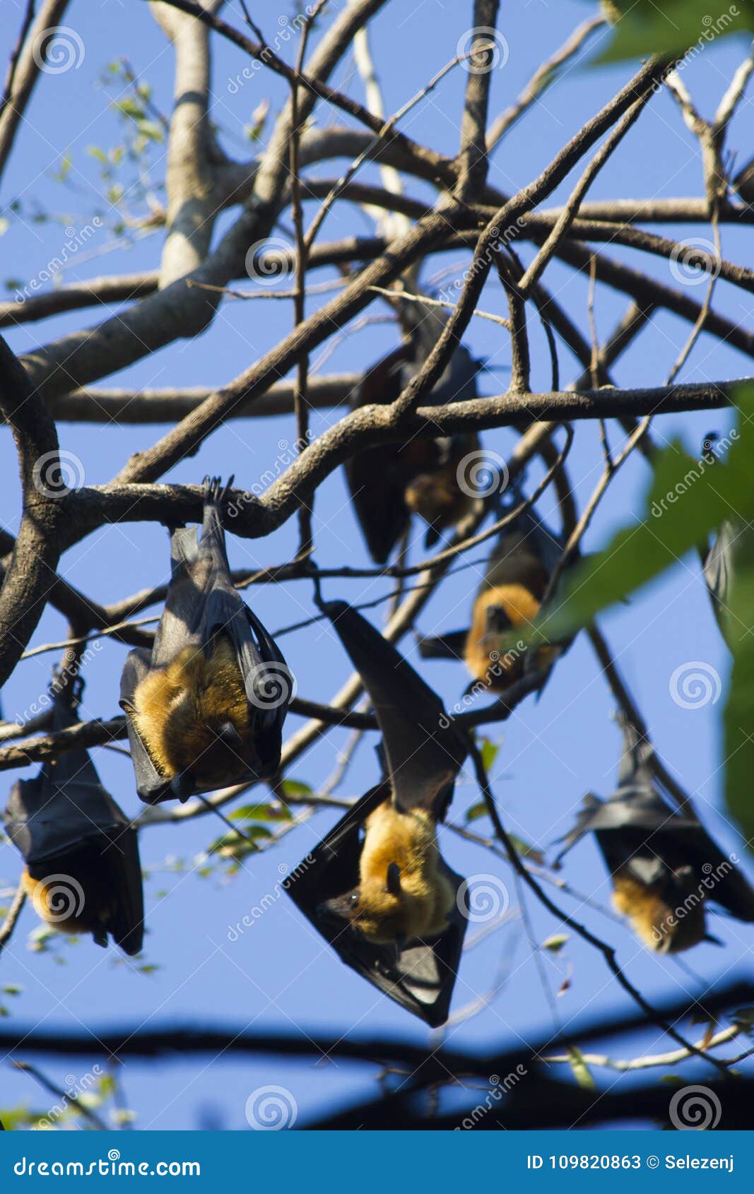 Sleeping Flying Fox Hanging Upside Down From Back Side Stock Photo ...