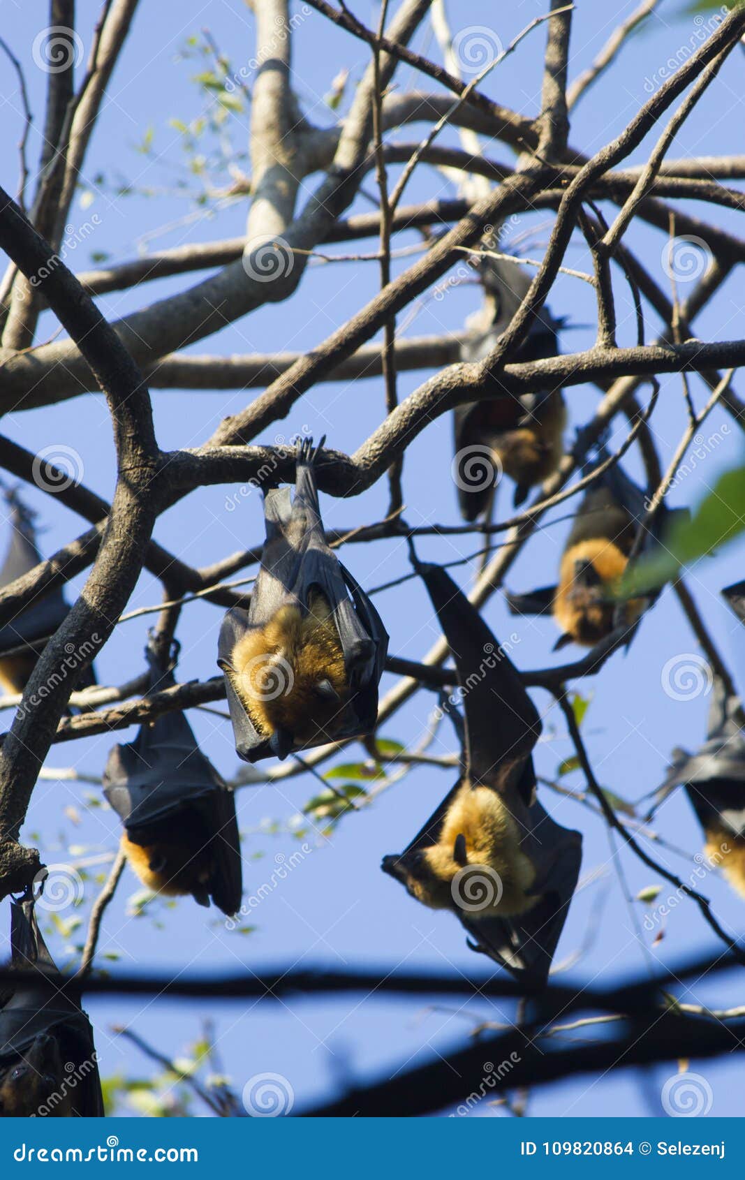Sleeping Flying Fox Hanging Upside Down From Back Side Stock Photo ...