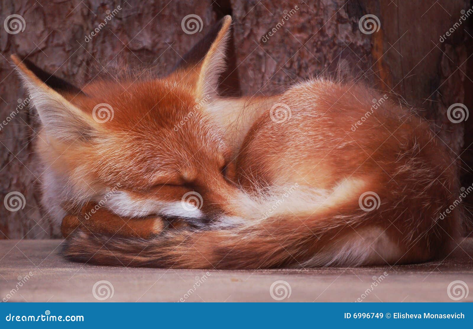 Sleeping fox stock image. Image of animals, ball, animal - 6996749