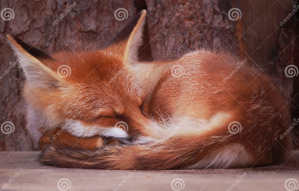 Sleeping fox stock image. Image of animals, ball, animal - 6996749