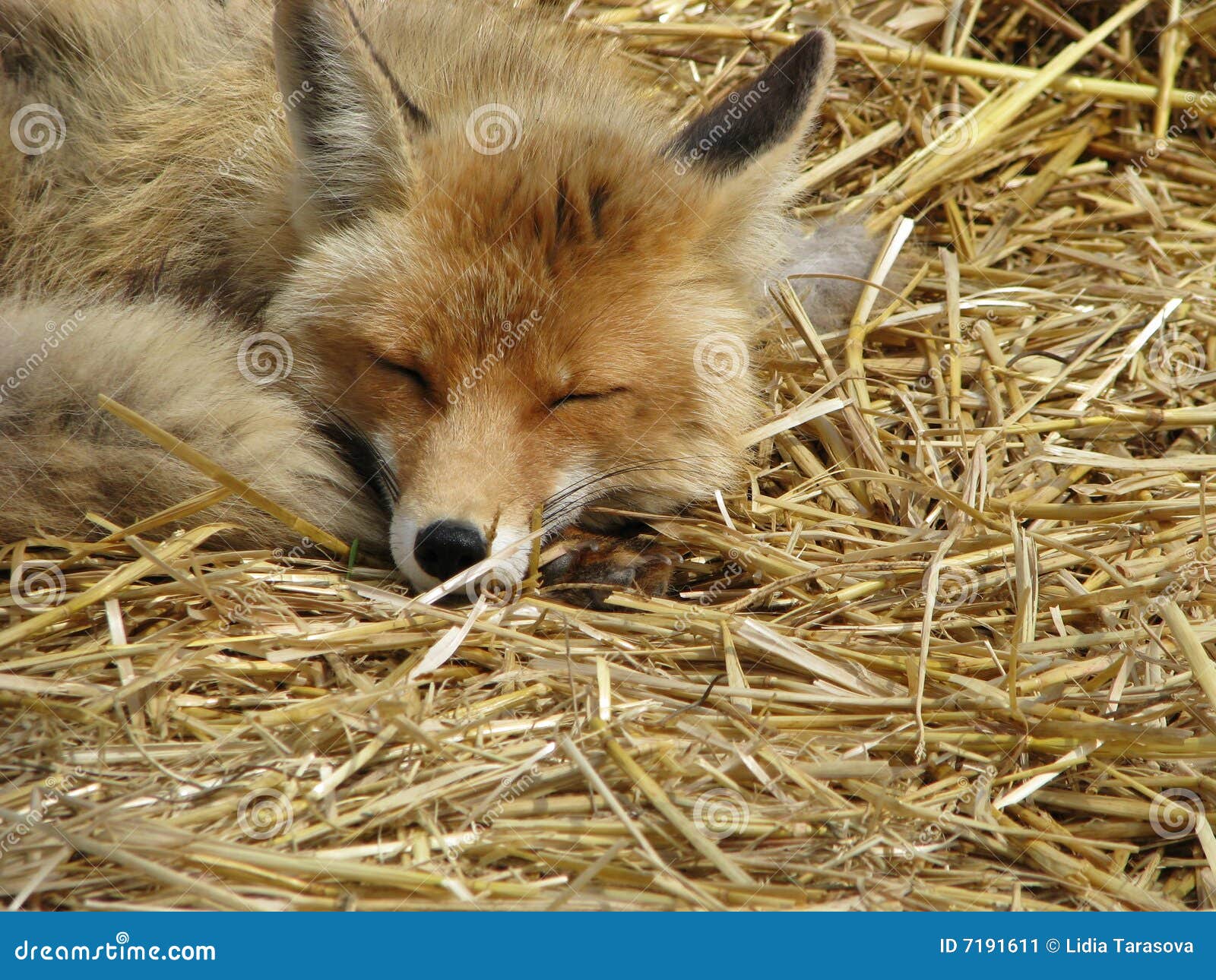 Sleeping fox stock image. Image of wild, animal, wildlife - 7191611