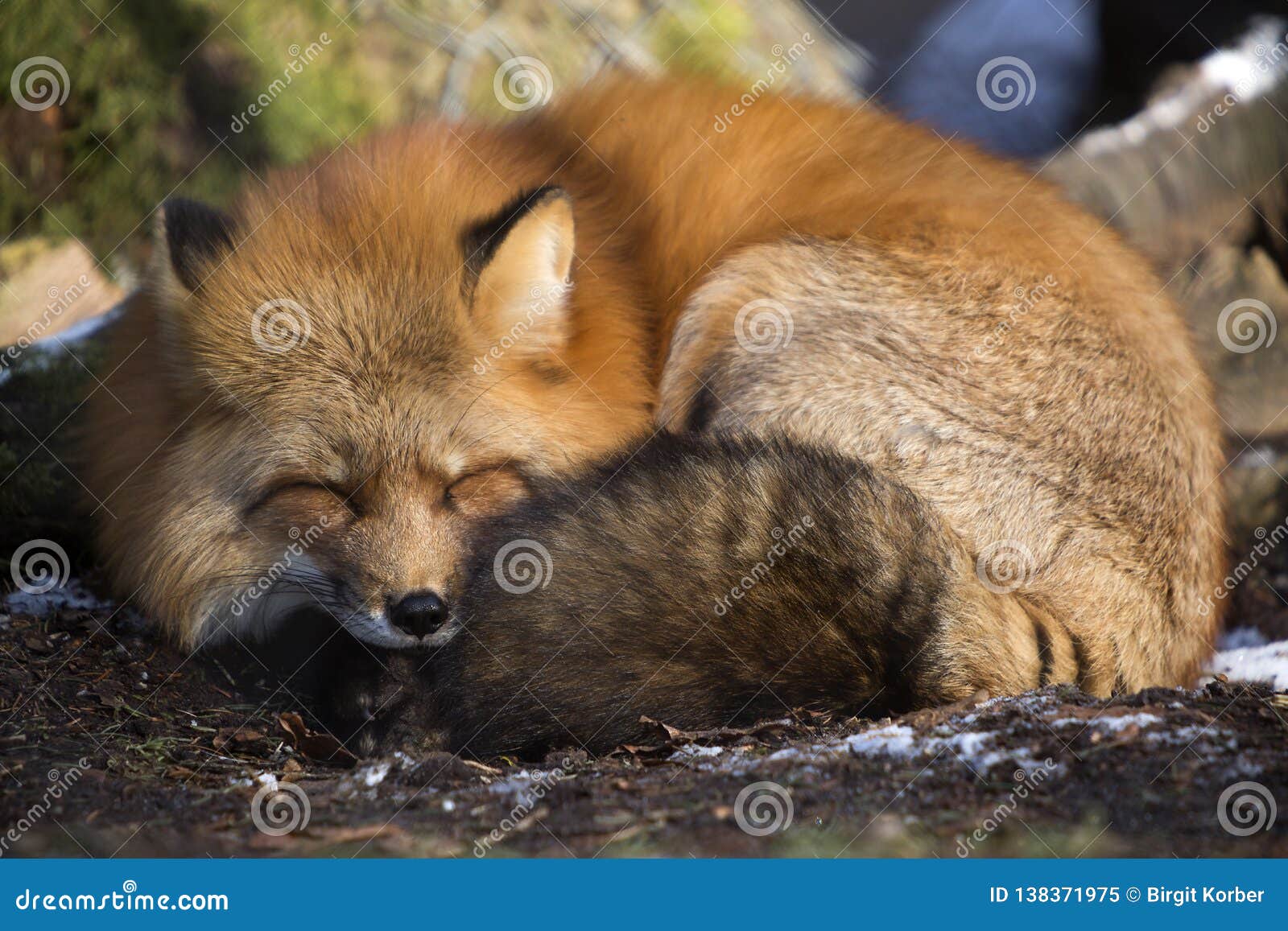 Sleeping fox stock image. Image of hunter, hide, fluffy - 138371975