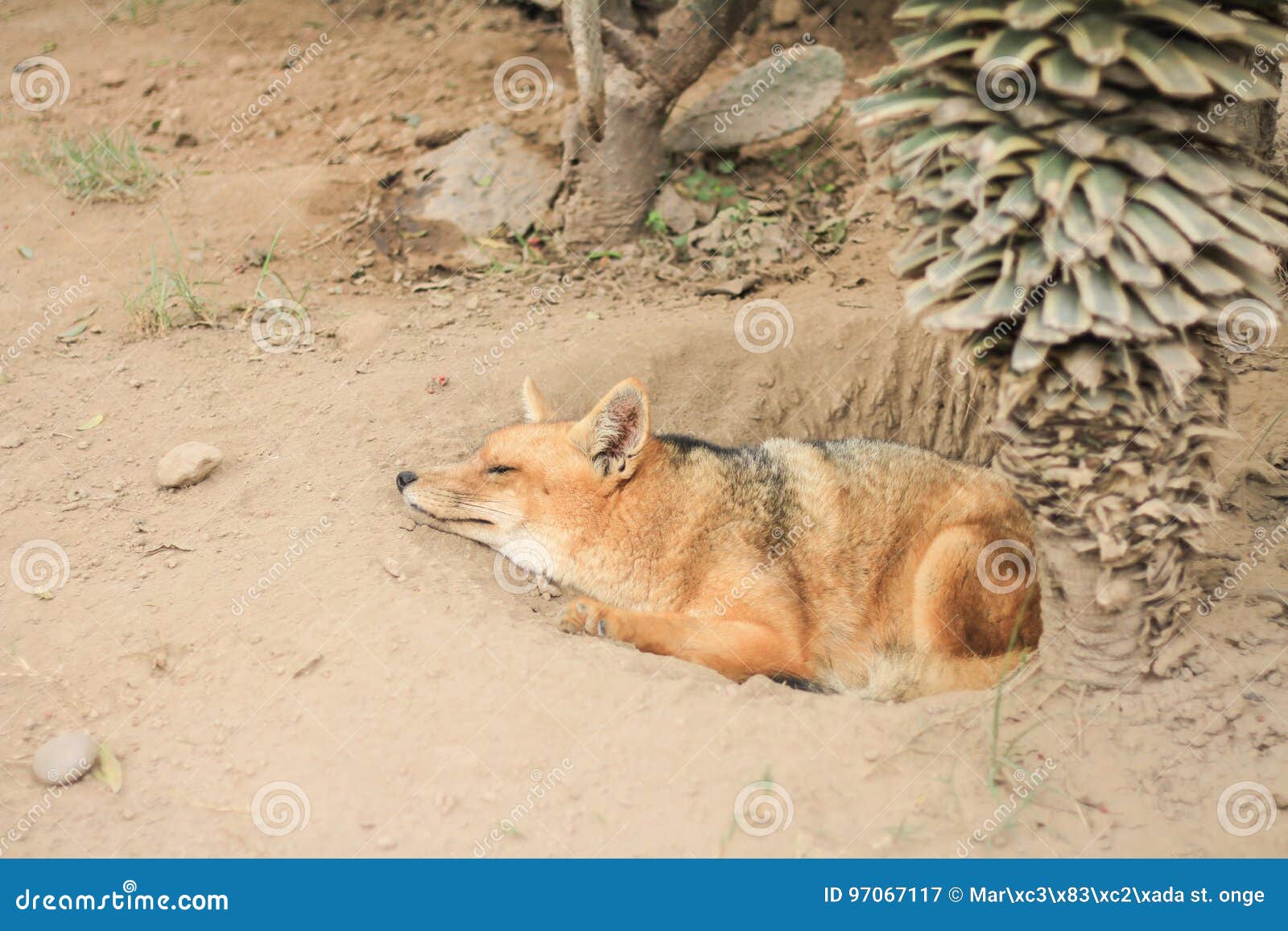 Sleeping fox stock image. Image of desert, animal, ground - 97067117