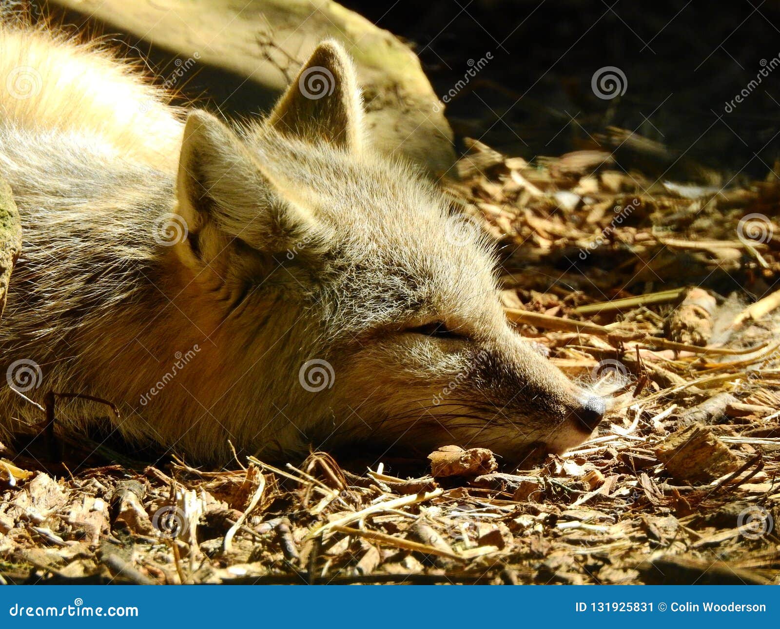 Sleeping Fox stock image. Image of nature, english, hair - 131925831