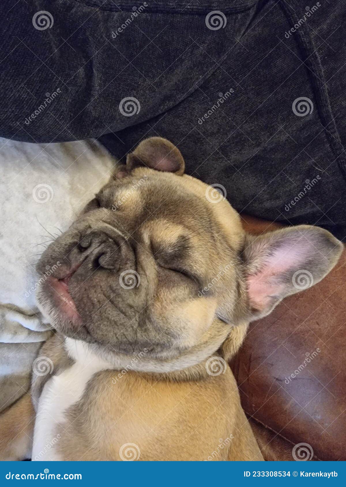 Sleeping frenchie puppy stock photo. Image of mammal - 233308534