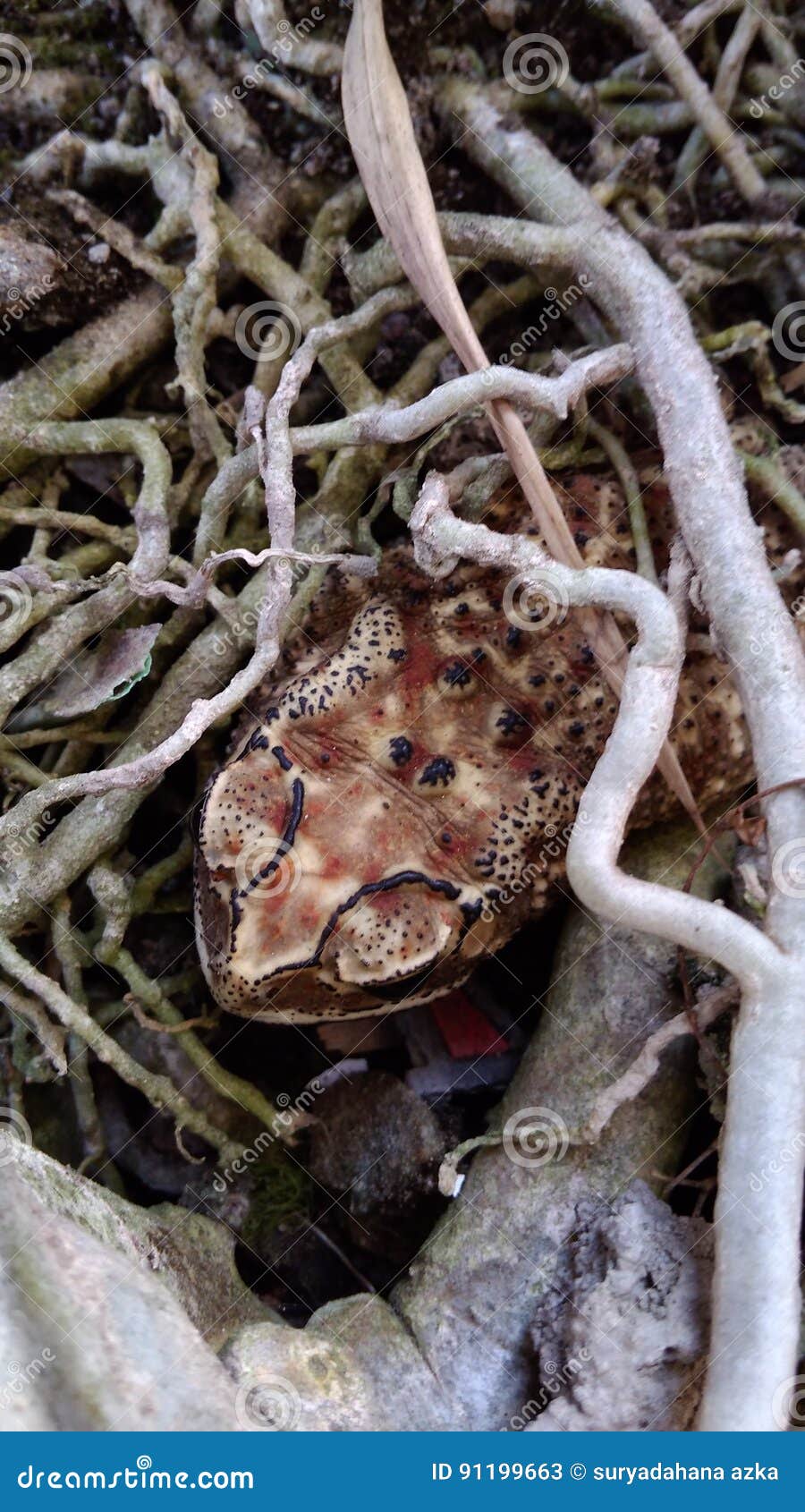 Sleeping frog stock image. Image of floral, outdoor, root - 91199663