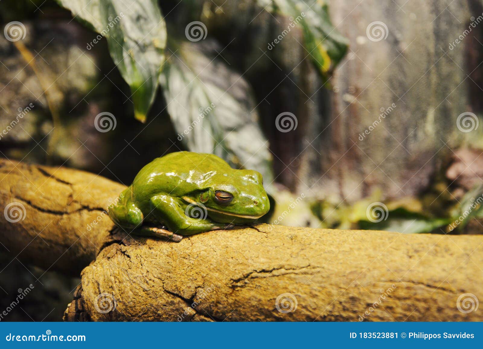 A Sleeping Green Frog Resting on a Tree. Stock Image - Image of ...