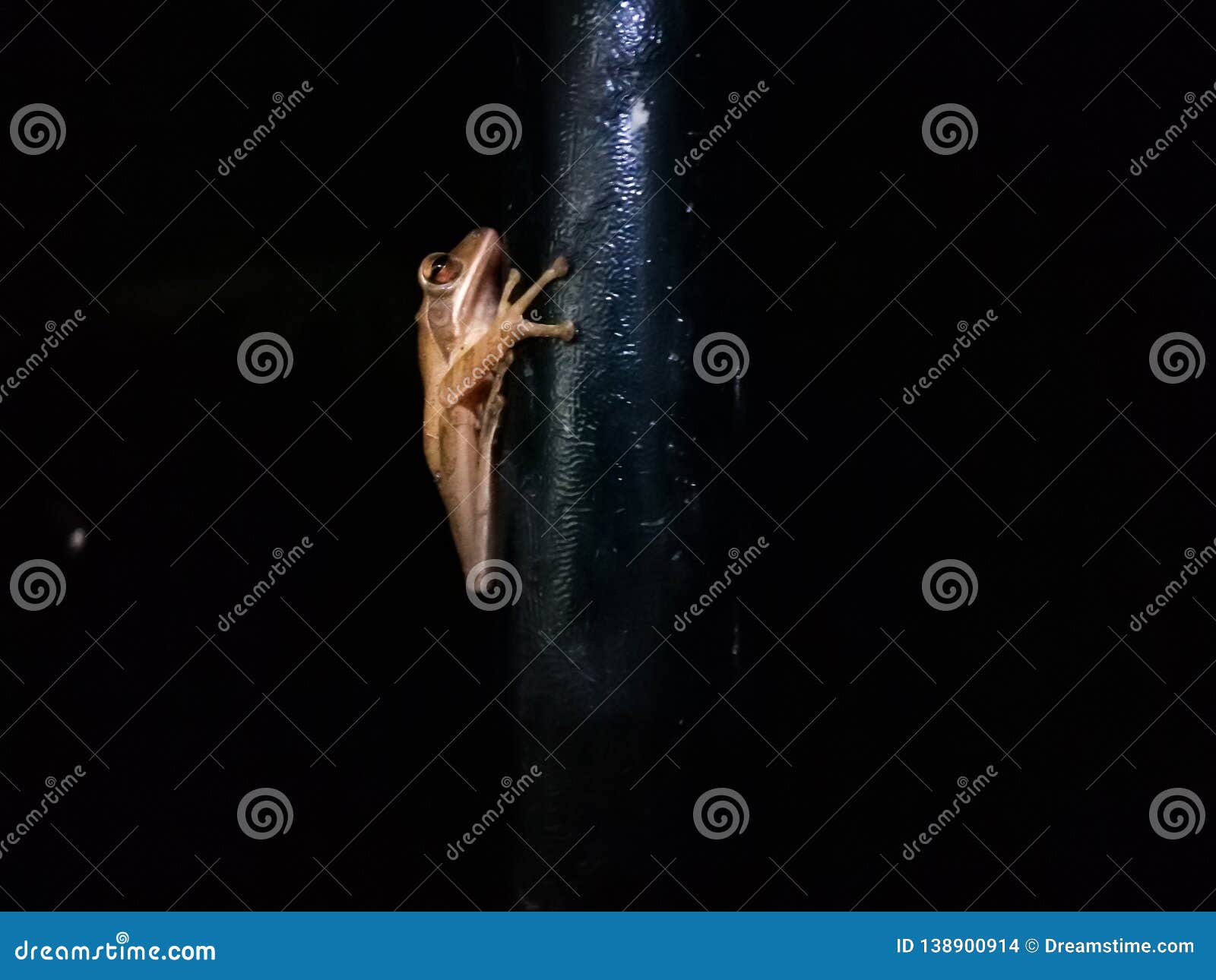 A Sleeping Frog stock photo. Image of night, closeup - 138900914