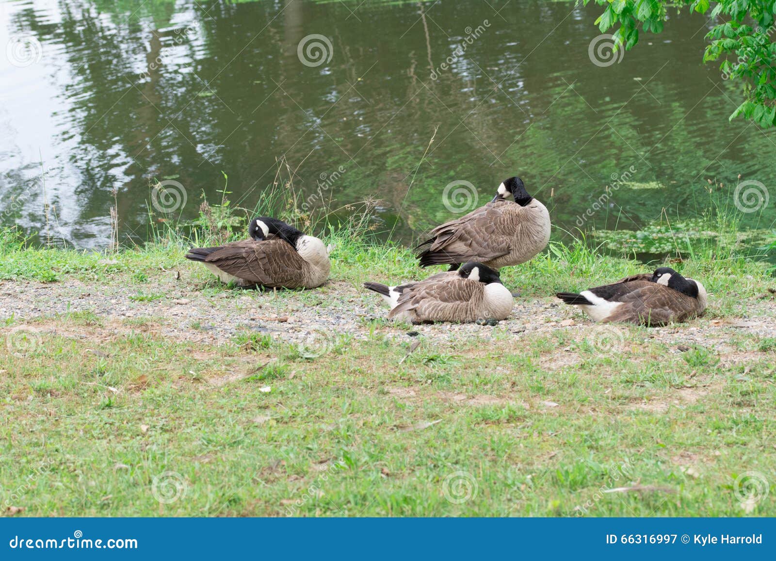 Sleeping Geese stock image. Image of group, posing, waters - 66316997