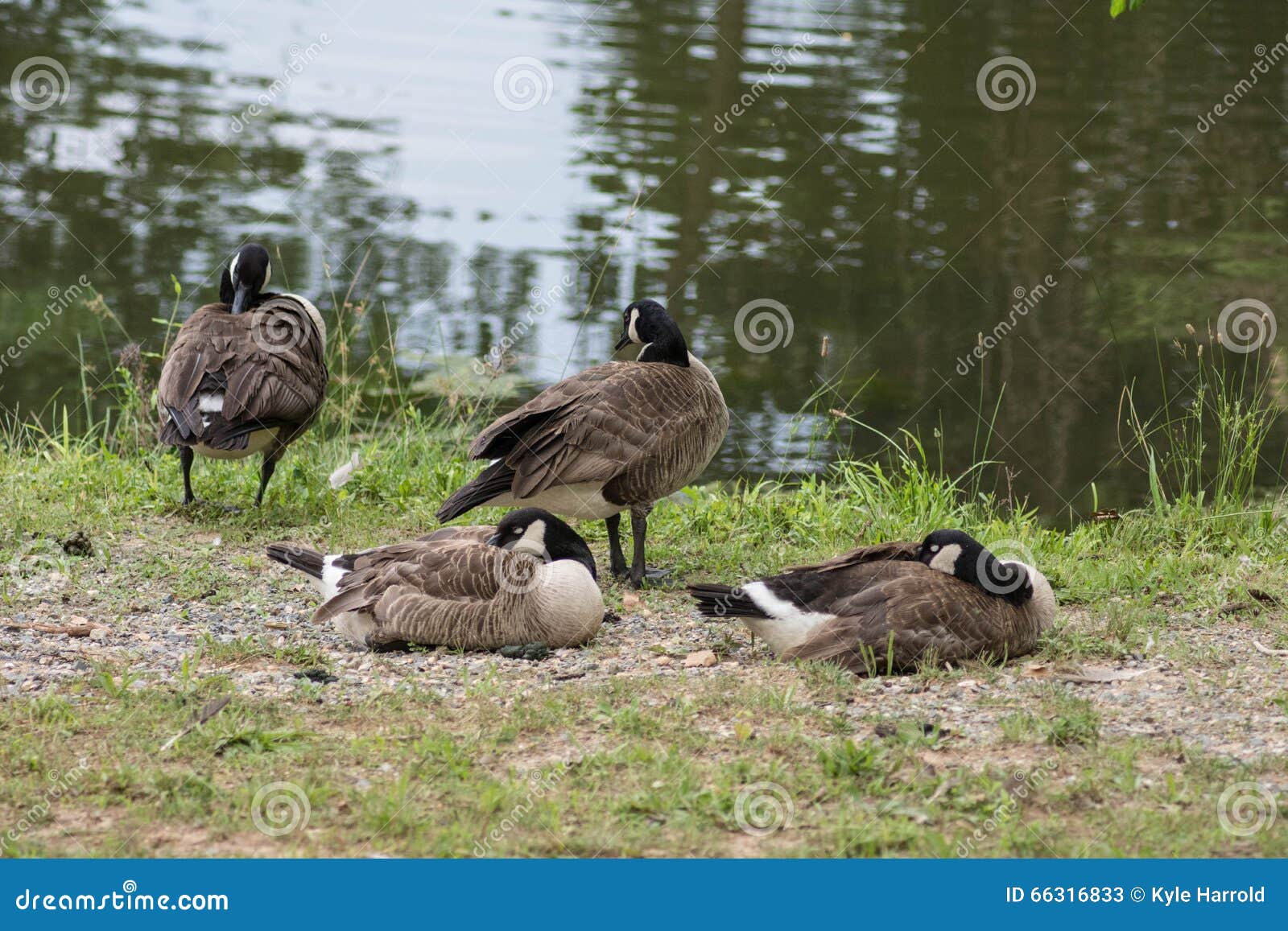 Sleeping Geese stock image. Image of group, geese, edge - 66316833