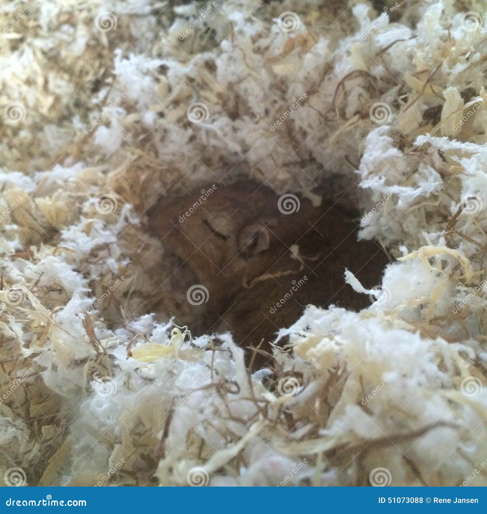 Sleeping gerbil stock photo. Image of scurry, sleeping - 51073088