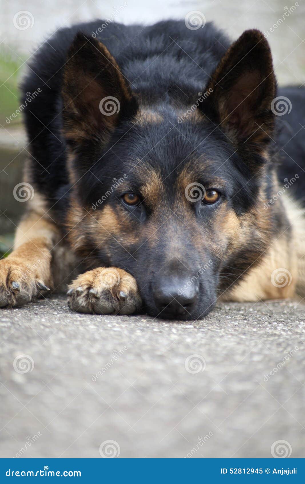 Sleeping German shepherd stock image. Image of laying - 52812945