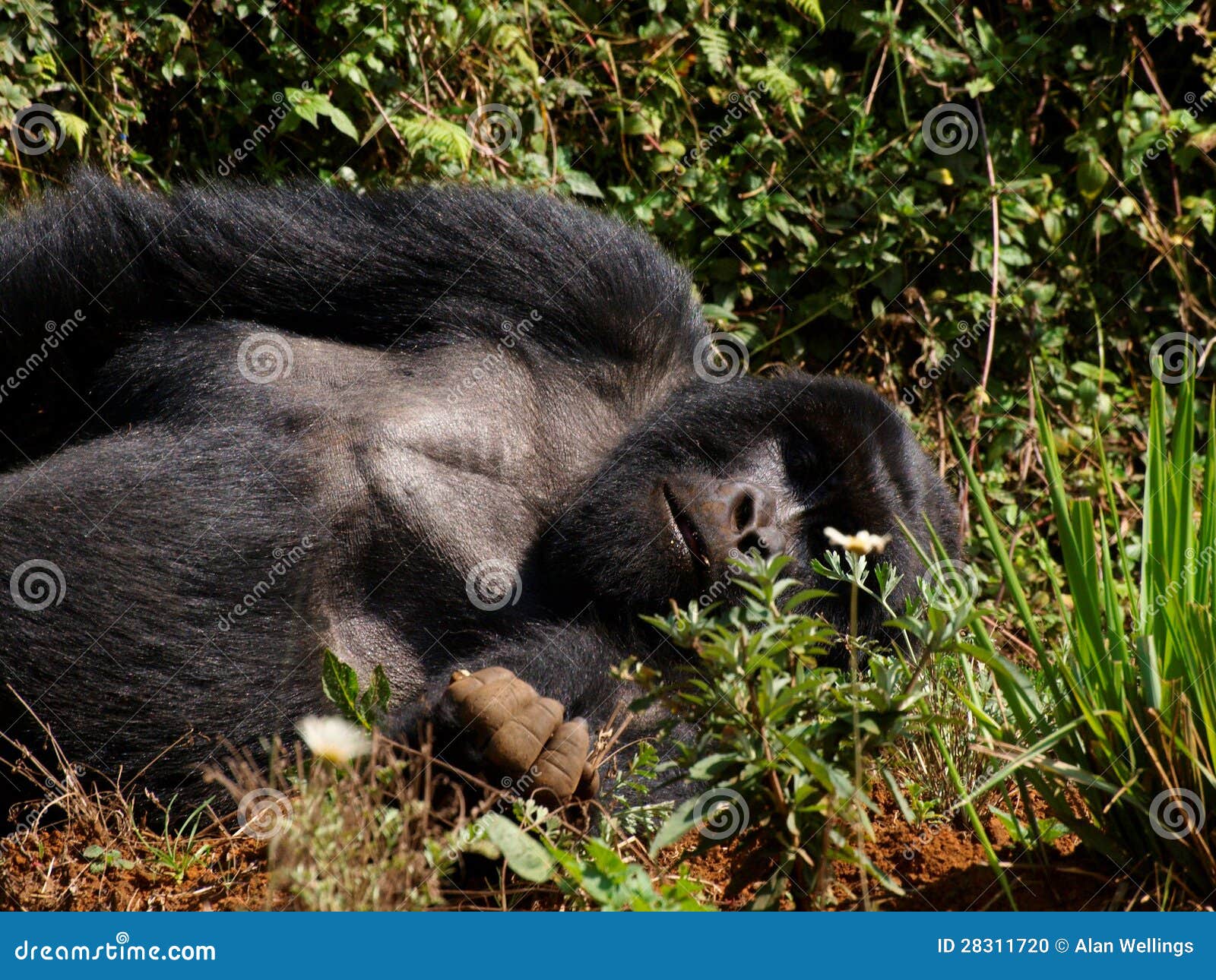 Sleeping giant stock photo. Image of rare, relative, hairy - 28311720
