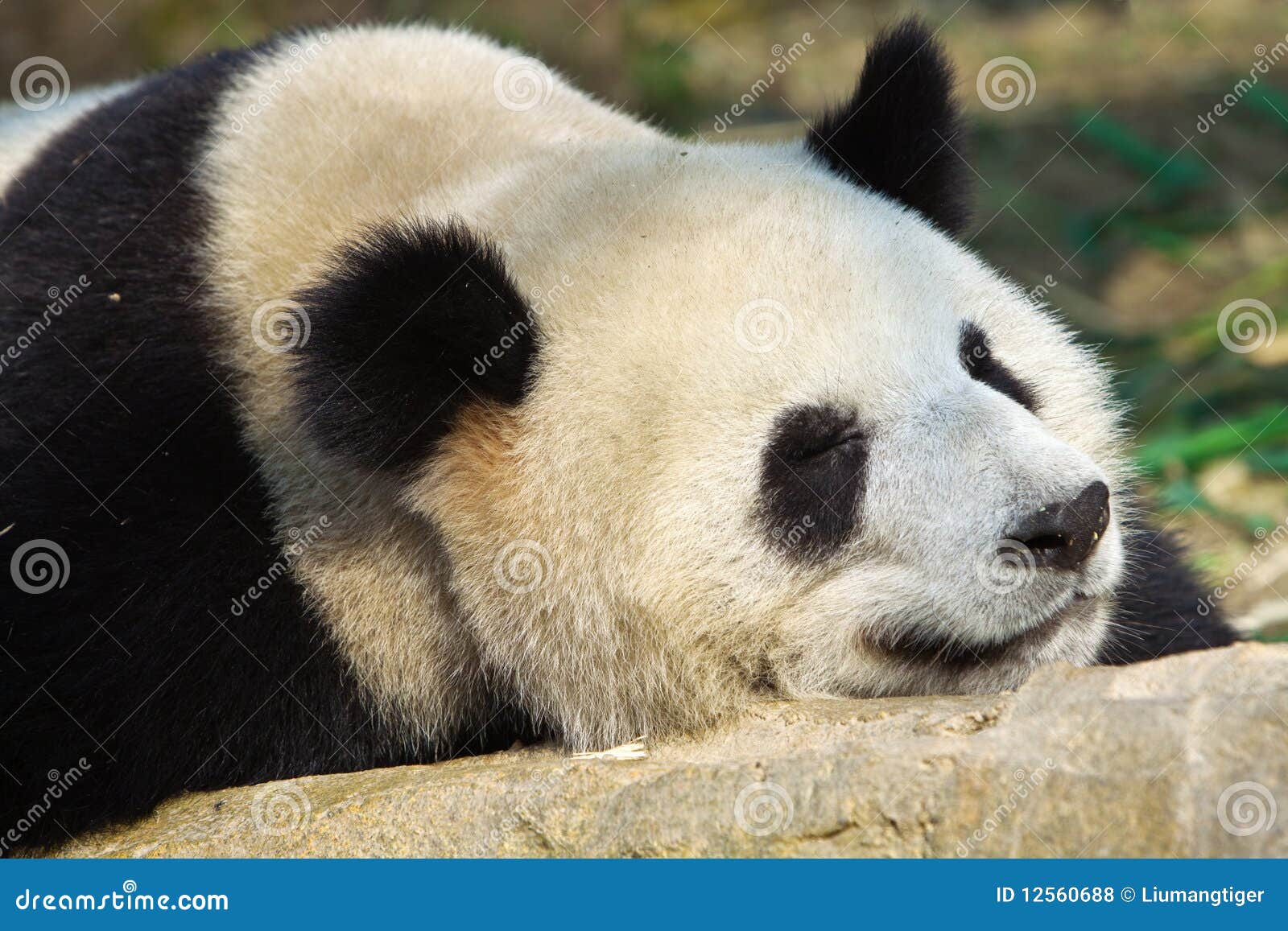 Sleeping Giant Panda stock photo. Image of wolong, chengdu - 12560688
