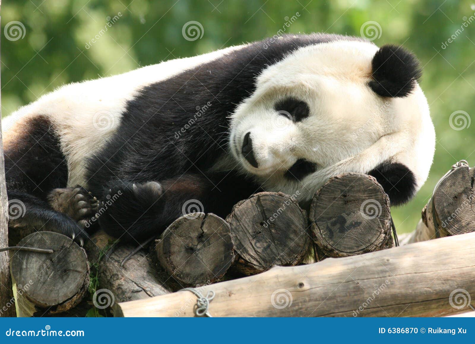 Sleeping giant panda stock photo. Image of resting, humorous - 6386870