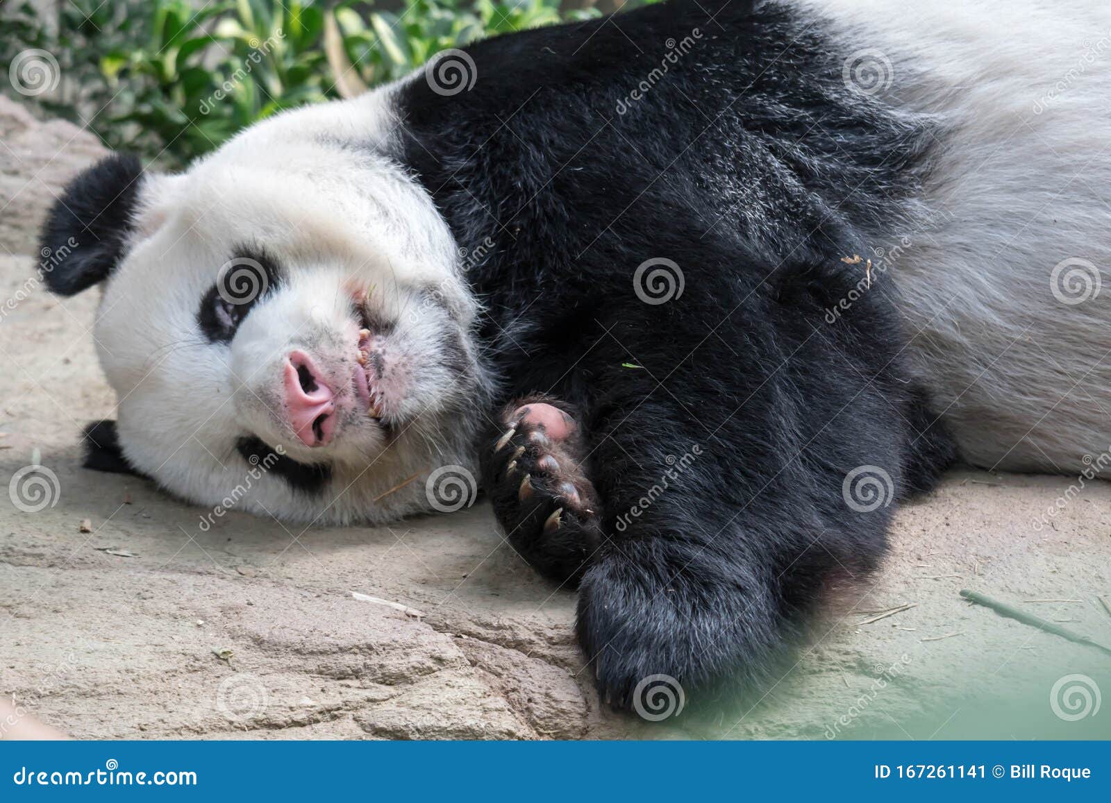 A Sleeping Giant Panda Bear. Giant Panda Bear Falls Asleep during the ...