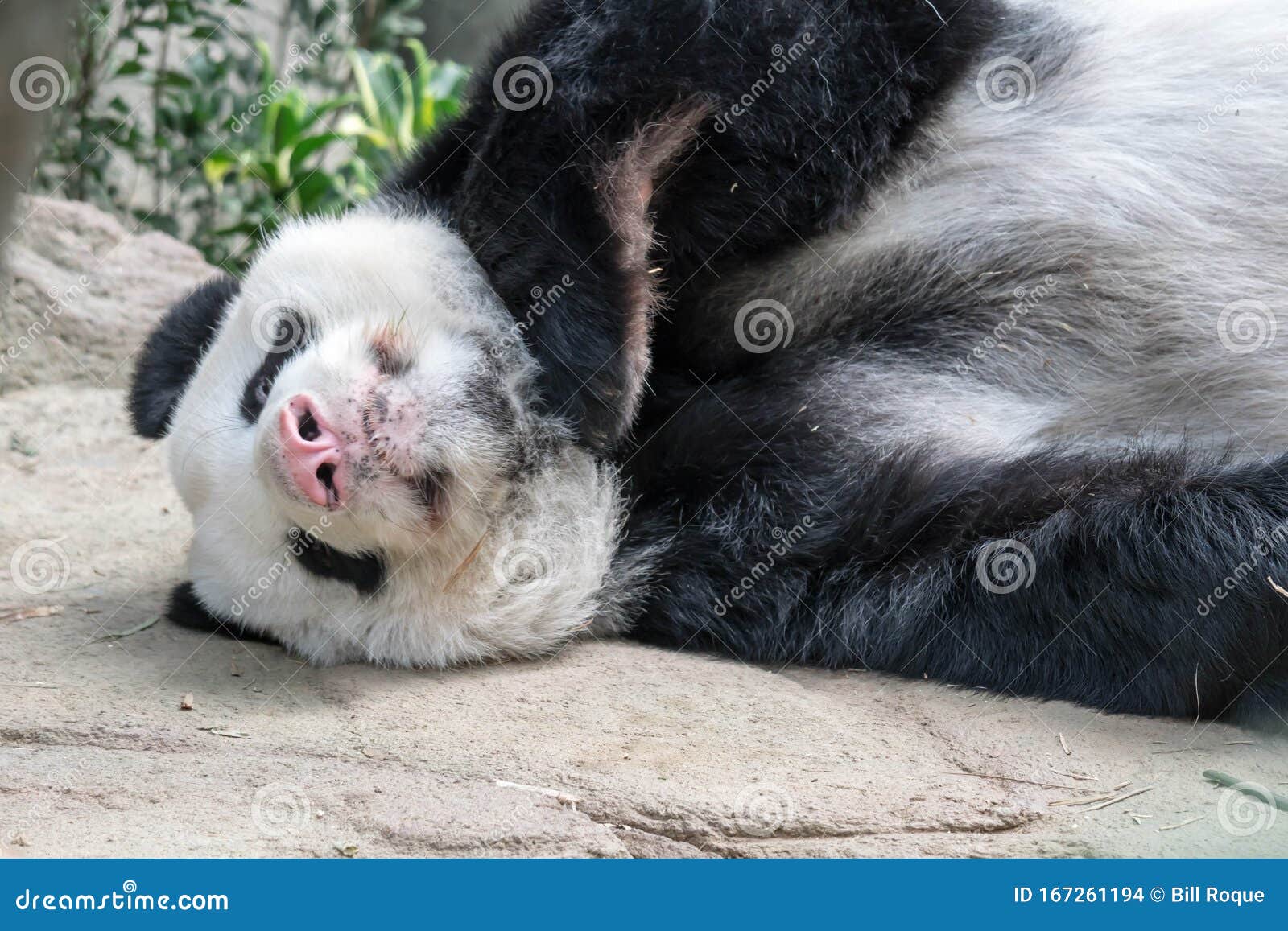 A Sleeping Giant Panda Bear. Giant Panda Bear Falls Asleep during the ...