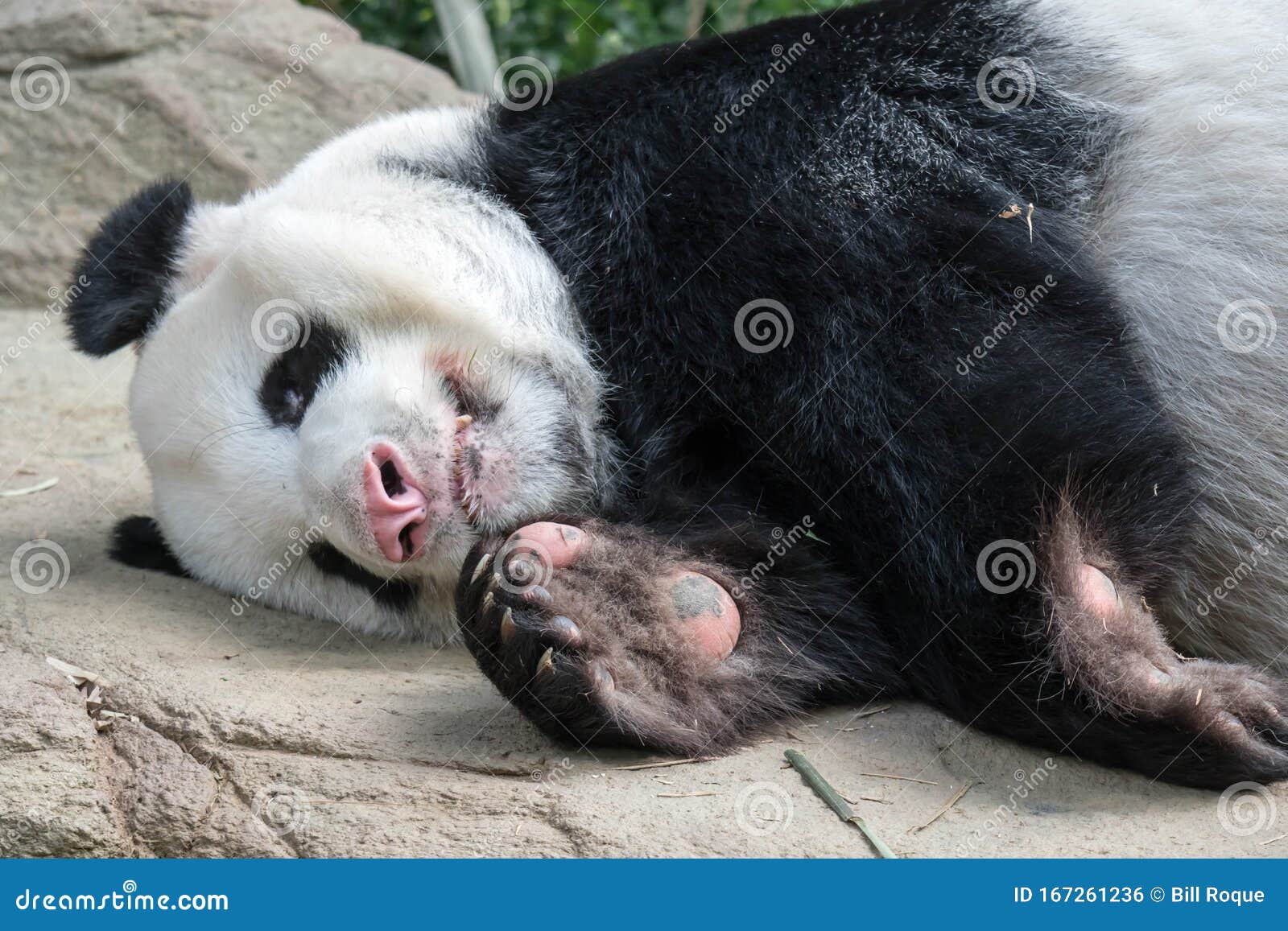 A Sleeping Giant Panda Bear. Giant Panda Bear Falls Asleep during the ...