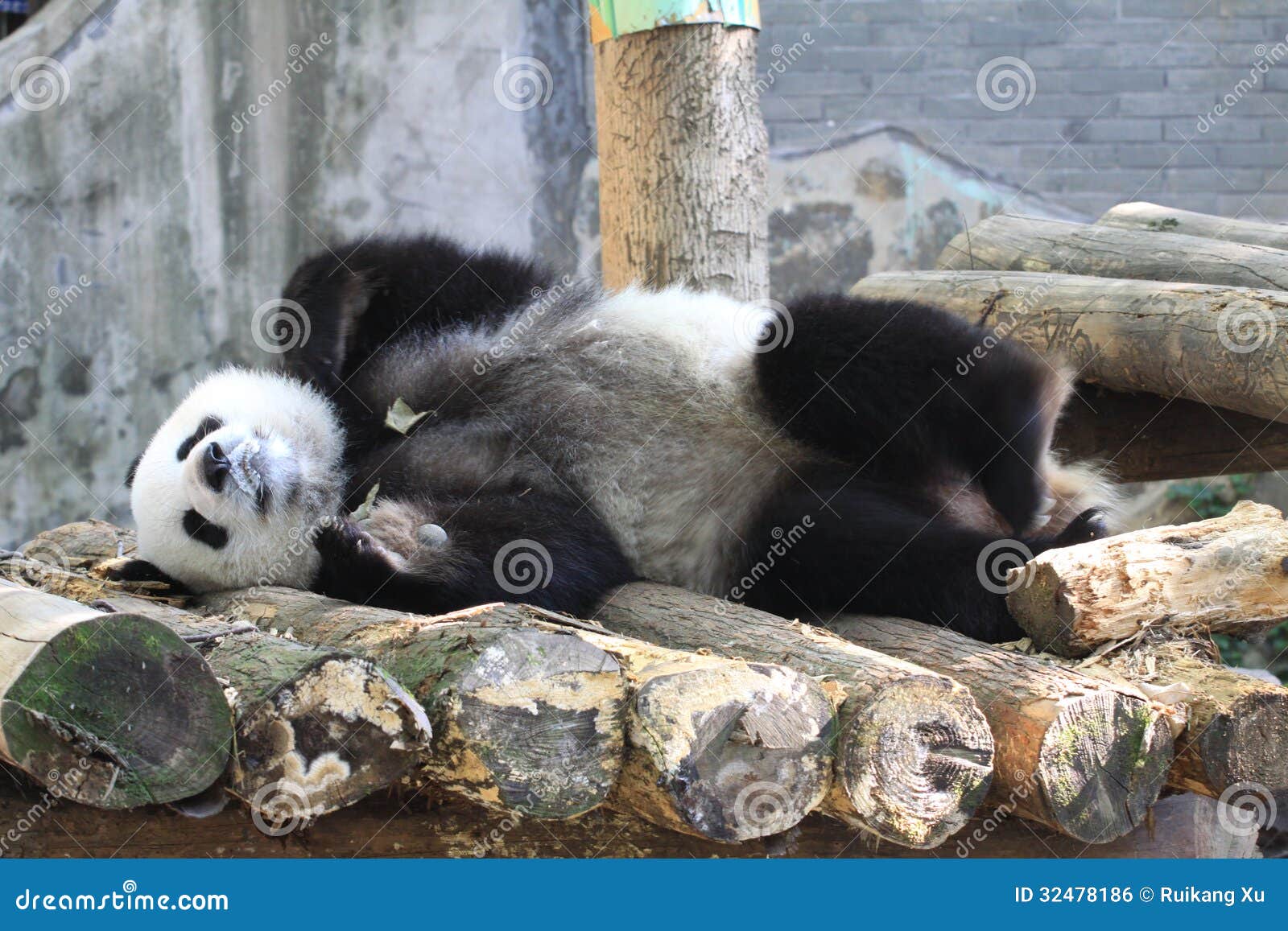 Sleeping giant panda stock photo. Image of ailuropoda - 32478186