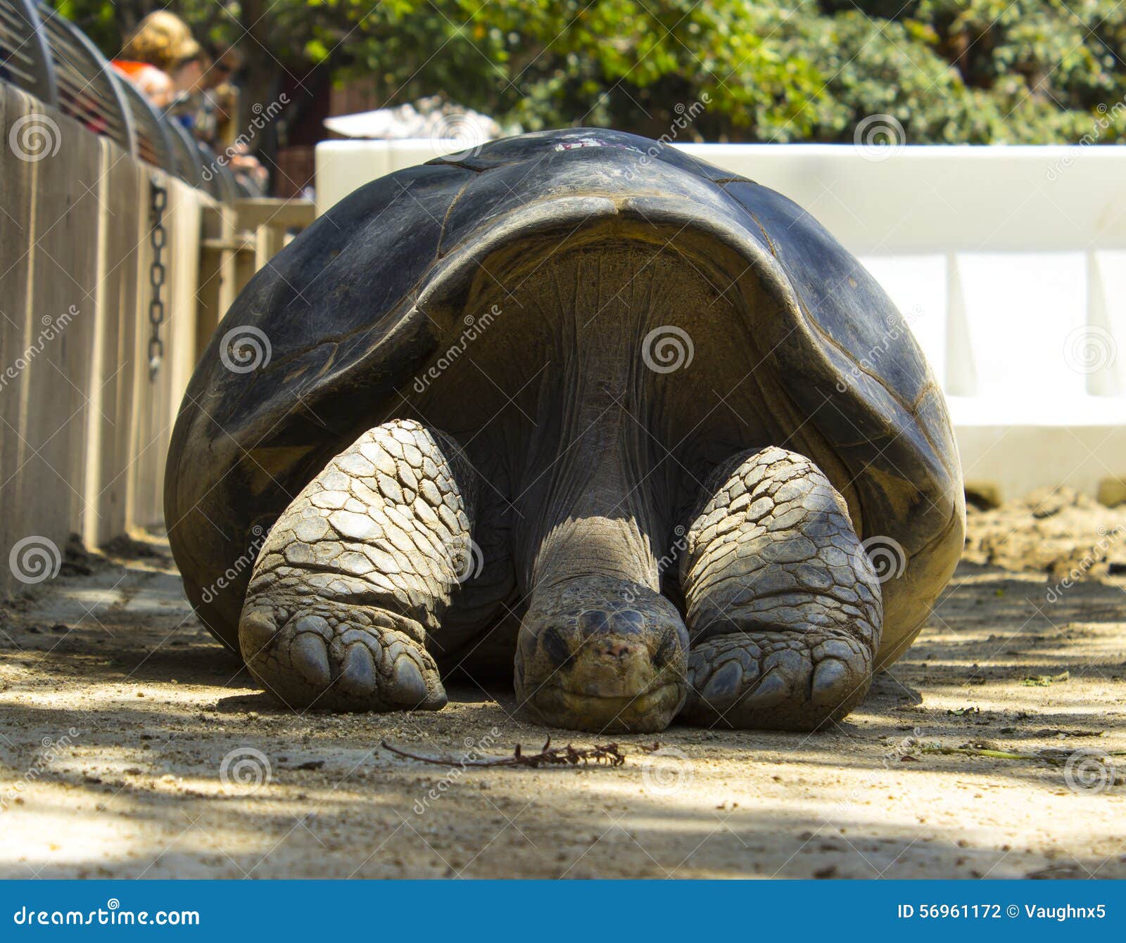 Sleeping Turtle stock photo. Image of wild, sandy, endangered - 56961172