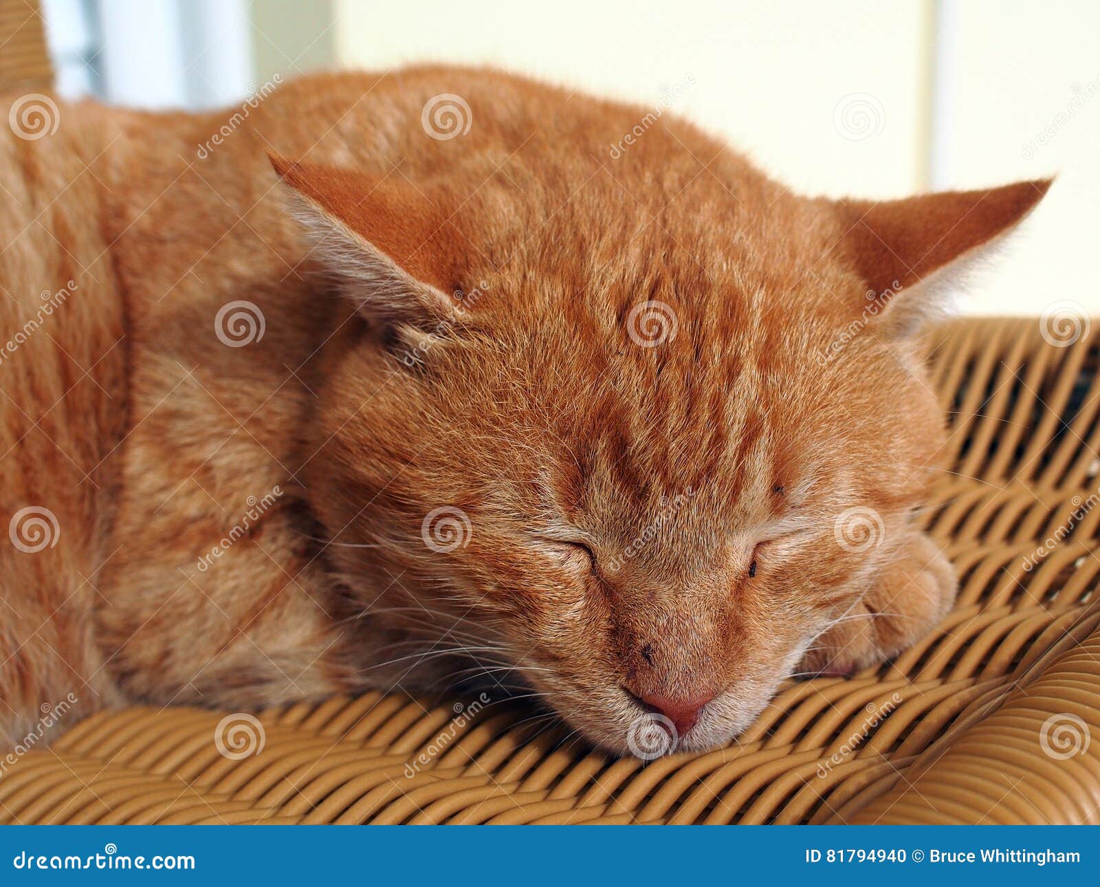 A Sleeping Ginger Cat stock photo. Image of woven, whiskers - 81794940
