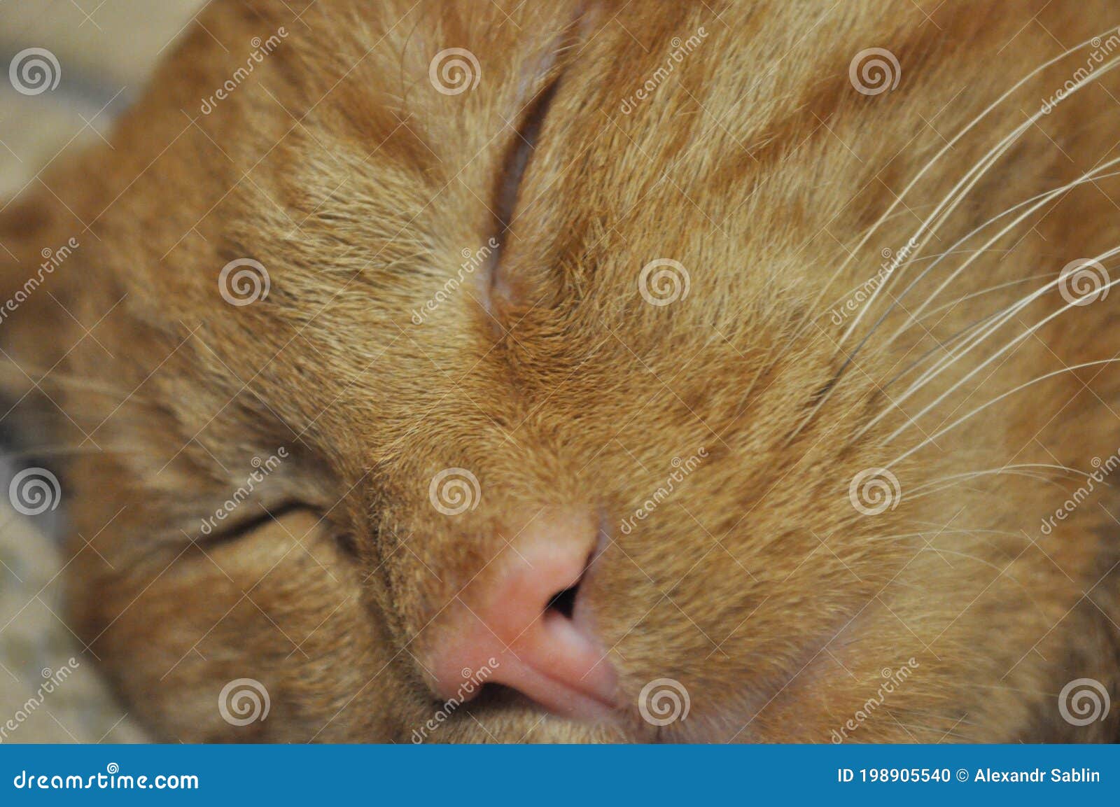 Sleeping ginger cat in bed stock photo. Image of ginger - 198905540