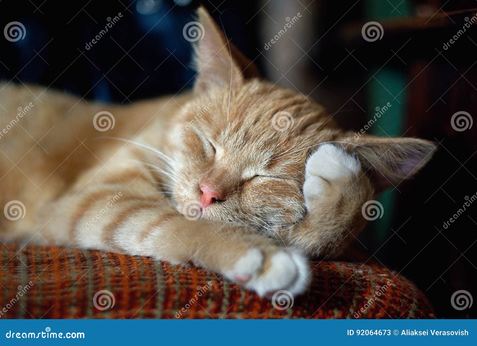 Sleeping ginger cat stock image. Image of cute, sleeping - 92064673