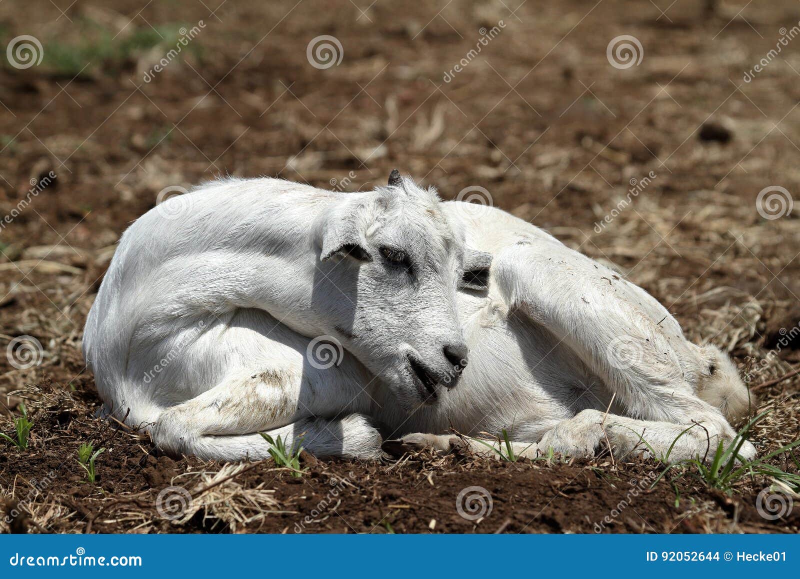A Sleeping Goat in Ethiopia Stock Photo - Image of goat, young: 92052644