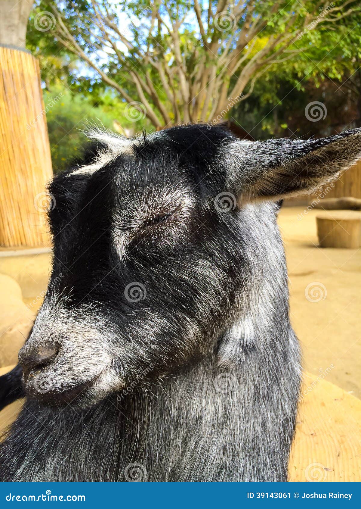 Sleeping Goat at Petting Zoo Stock Image - Image of animal, wildlife ...
