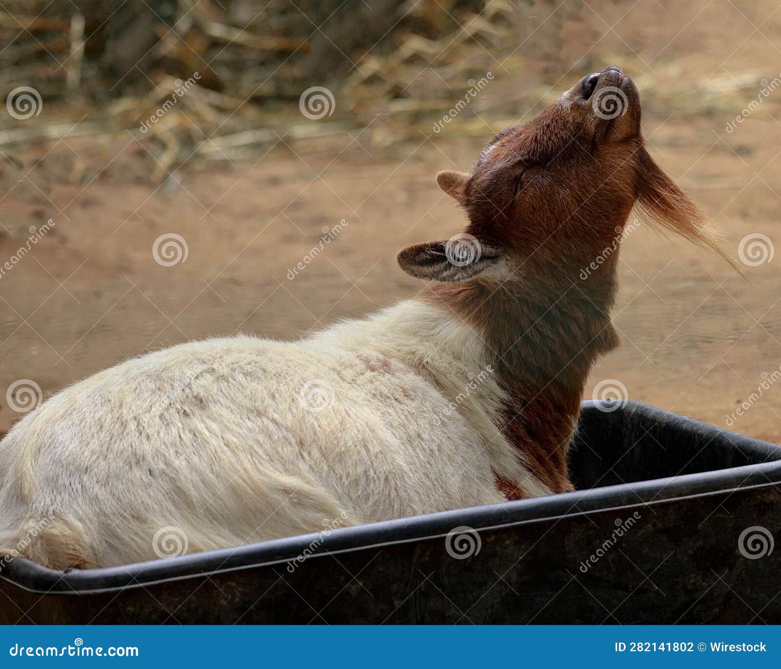 Sleeping Goat in a Rural Outdoor Setting Stock Photo - Image of napping ...
