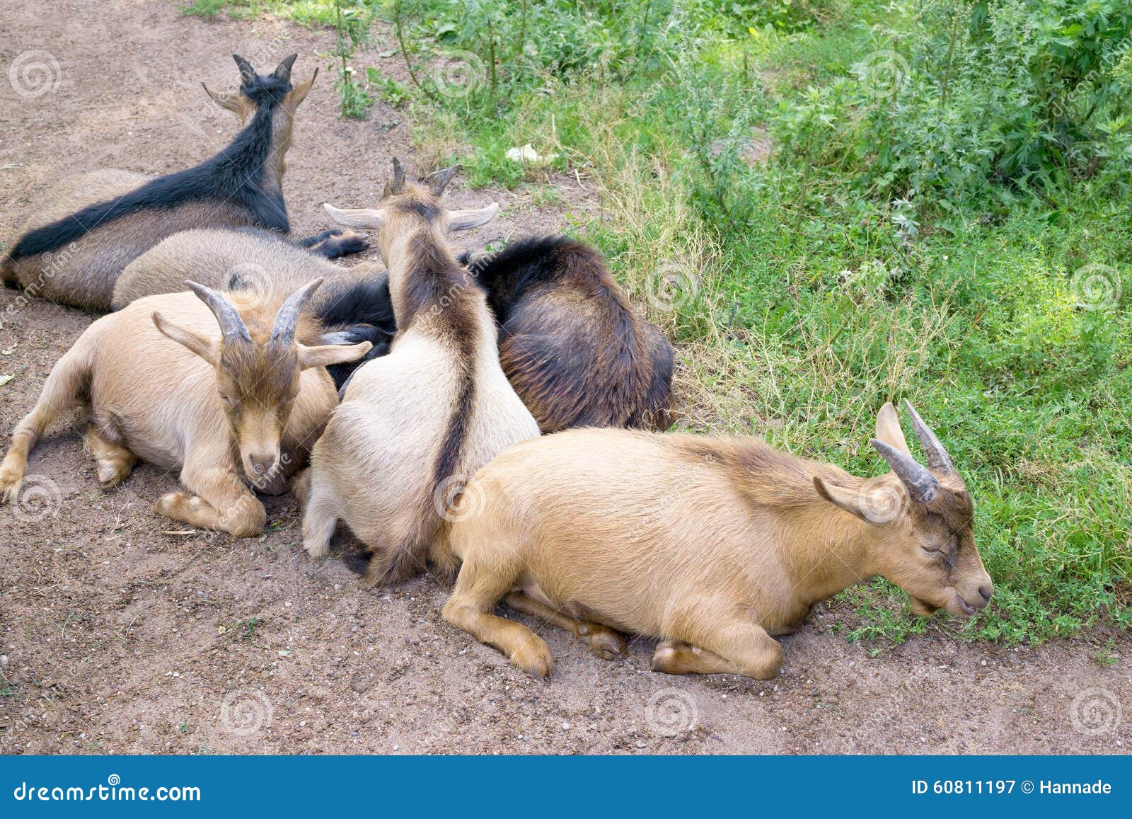Sleeping goats stock image. Image of lawn, farm, fauna - 60811197
