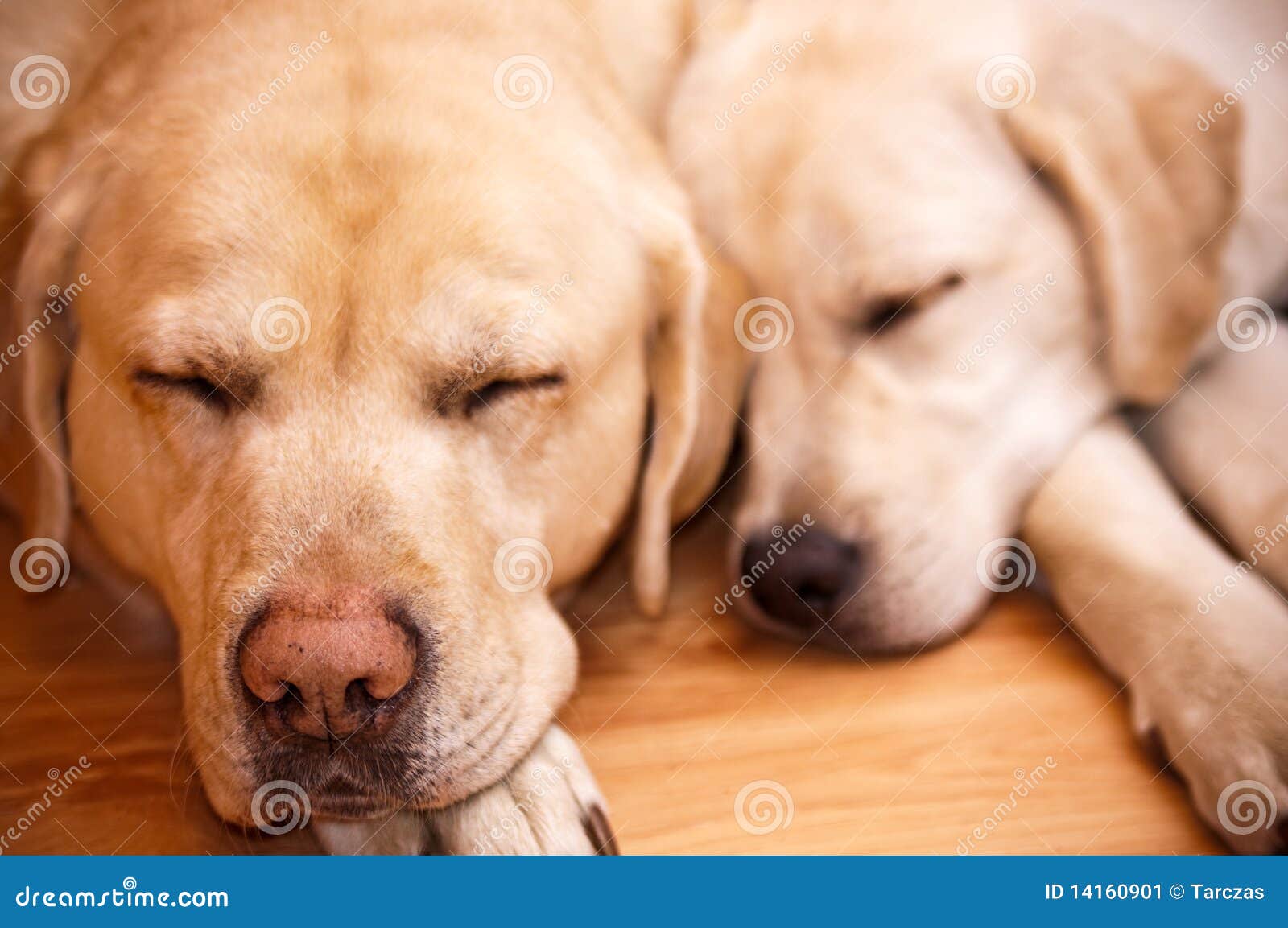 Sleeping golden labradors stock image. Image of animals - 14160901