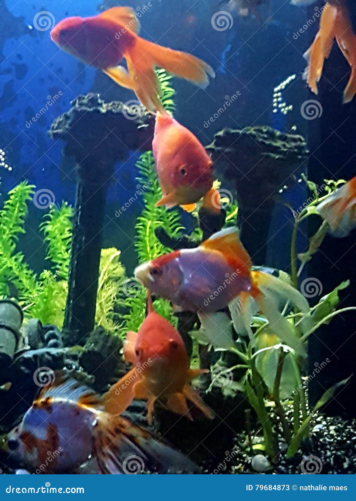 Sleeping Veil Tail Goldfish Stock Image - Image of schubukin, goldfish ...