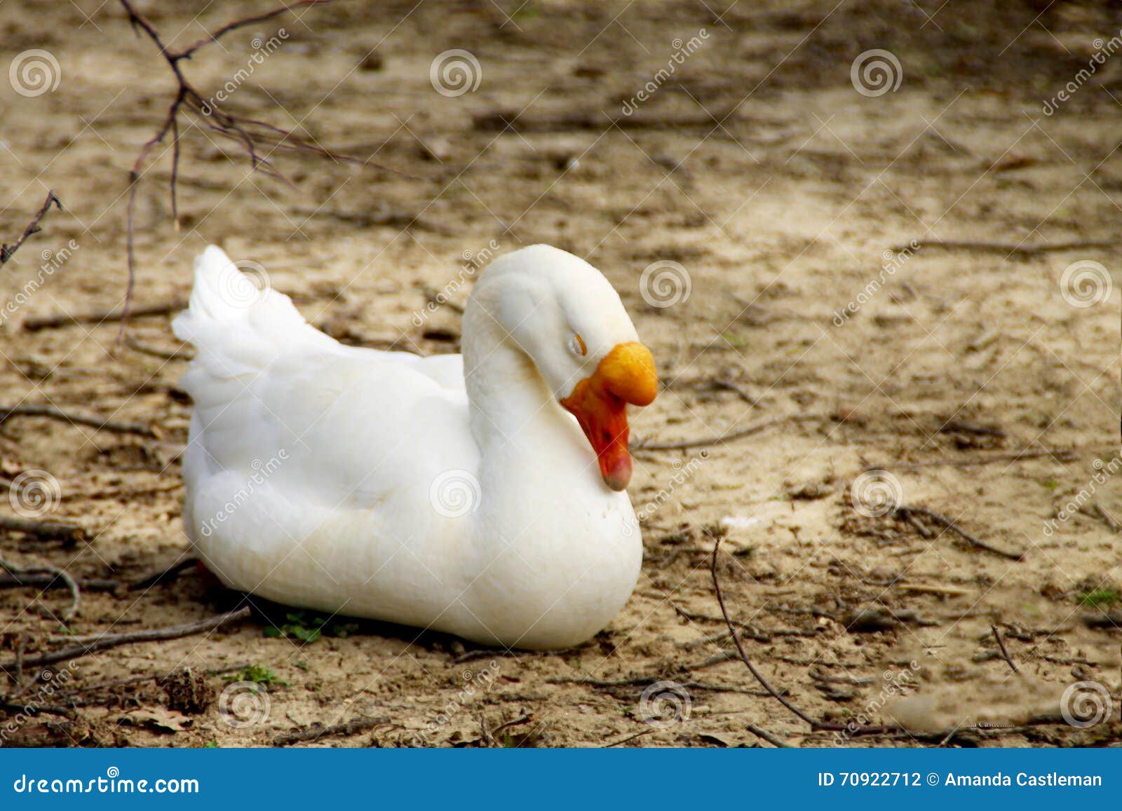 Sleeping Goose stock photo. Image of nature, birds, animals - 70922712
