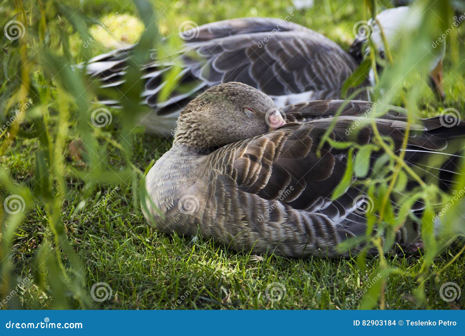 Sleeping gooses stock photo. Image of grey, greylag, poultry - 82903184