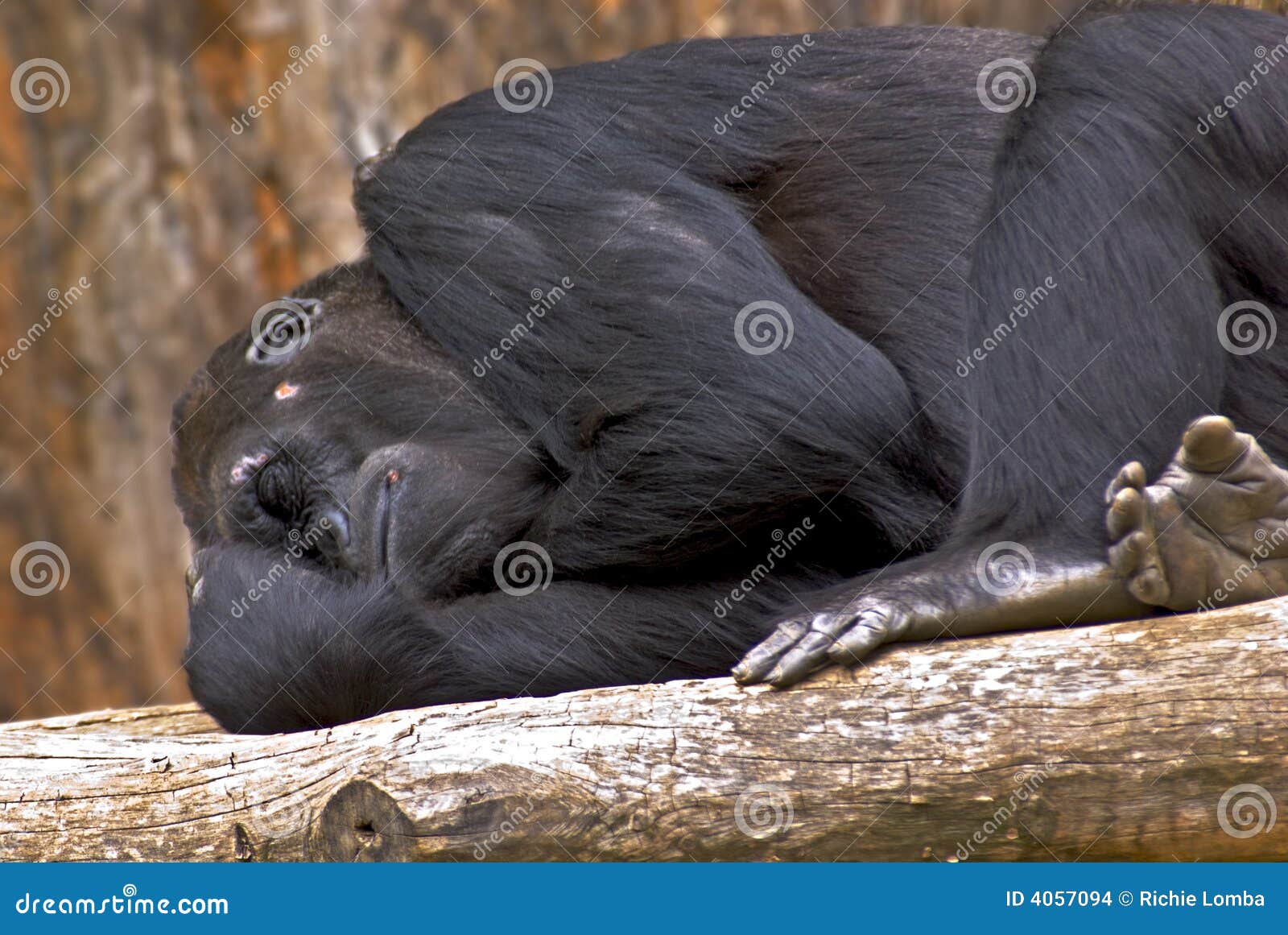 Sleeping Gorilla stock photo. Image of gorilla, hairy - 4057094