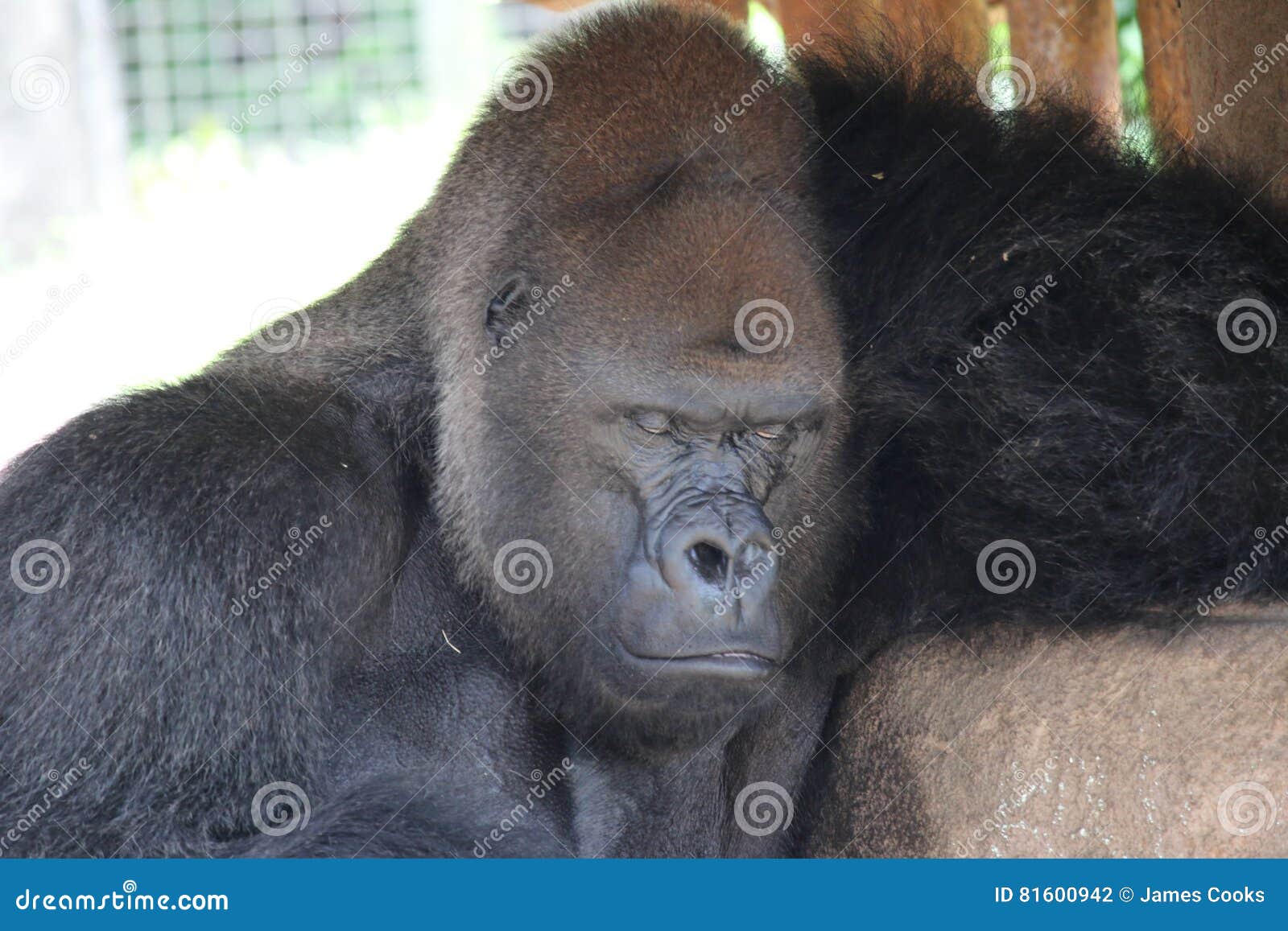 Sleeping Gorilla stock photo. Image of congo, herbivorous - 81600942