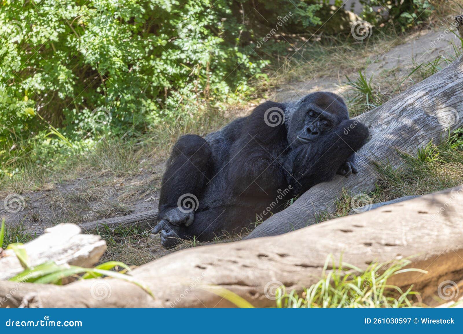 Sleeping Gorilla in San Diego Zoo. Editorial Photography - Image of ...