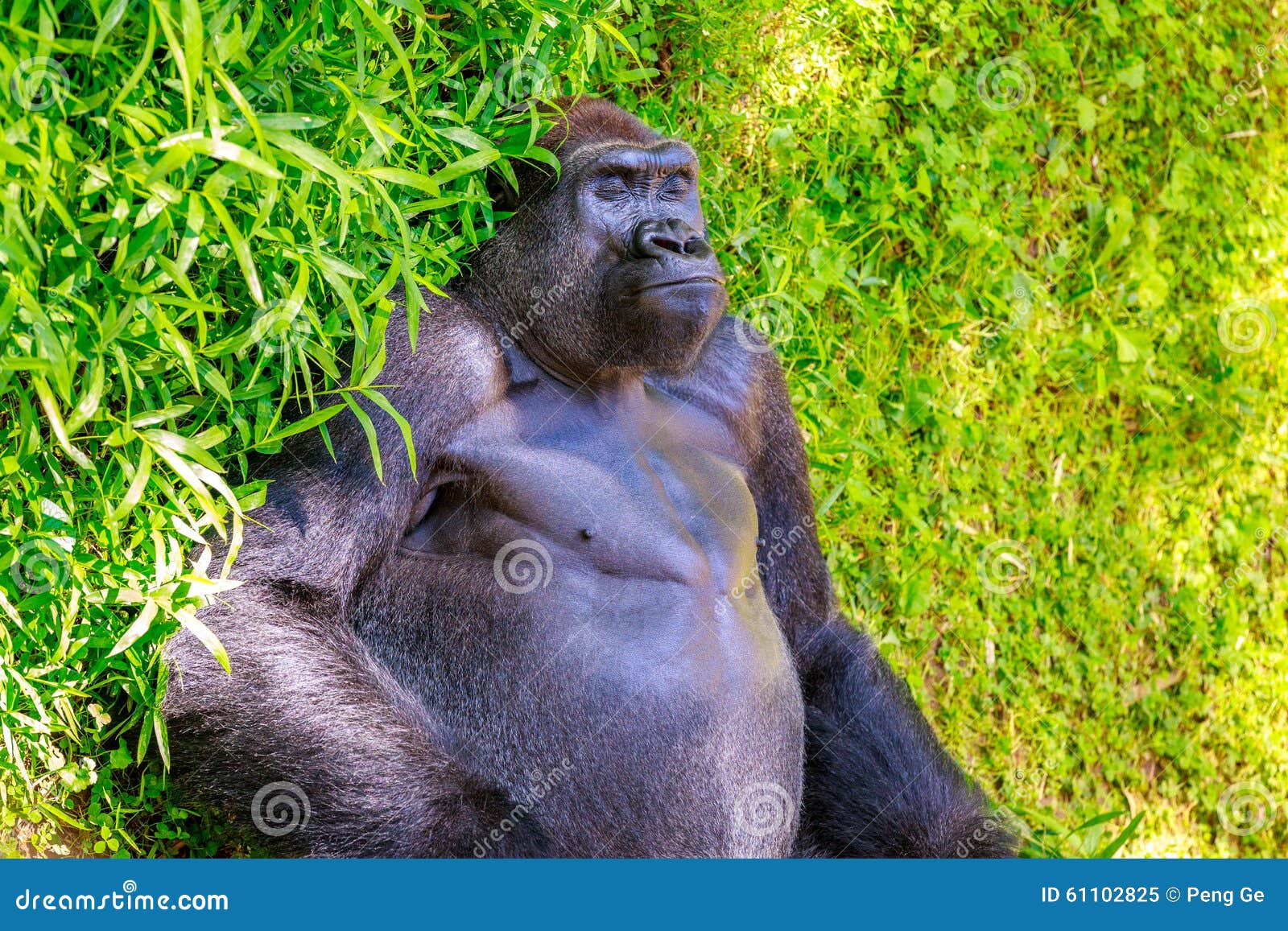 Sleeping Gorilla stock image. Image of america, primates - 61102825