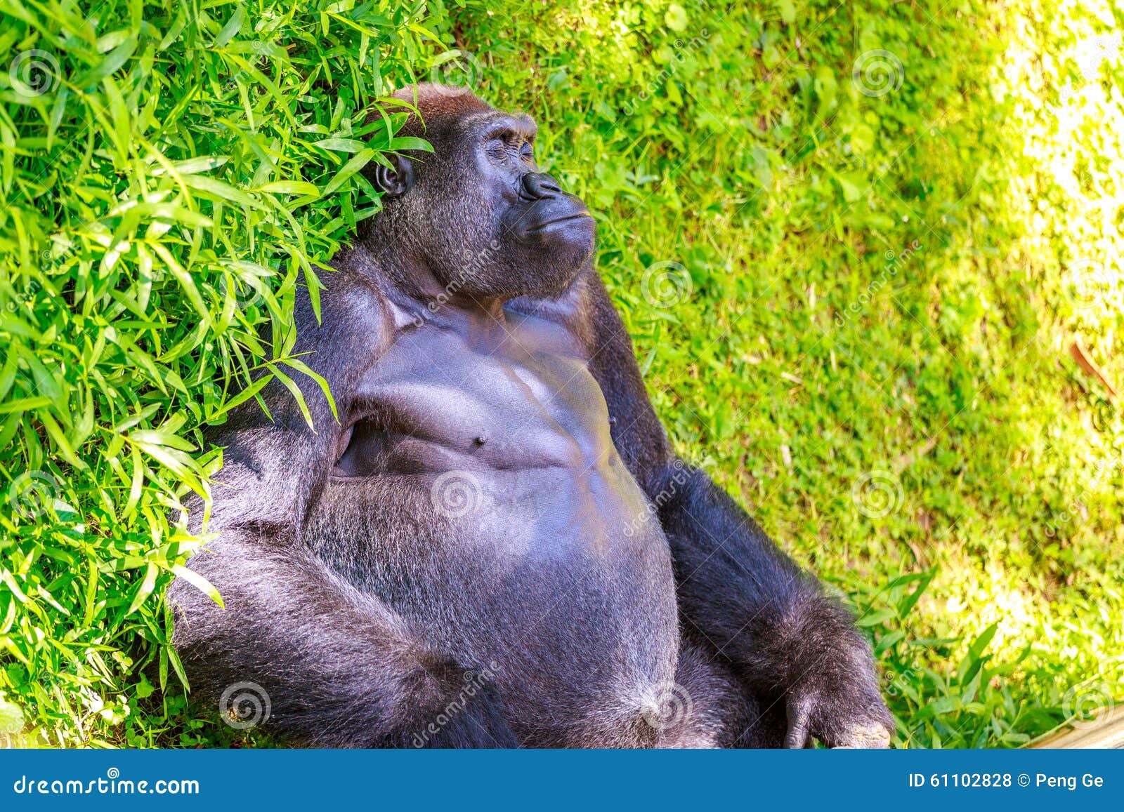 Sleeping Gorilla stock photo. Image of national, united - 61102828