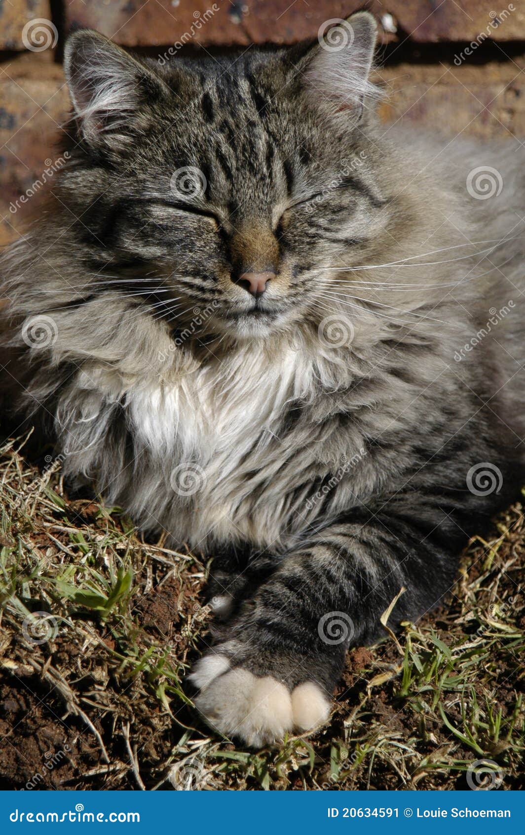 Sleeping gray cat stock image. Image of grey, outside - 20634591